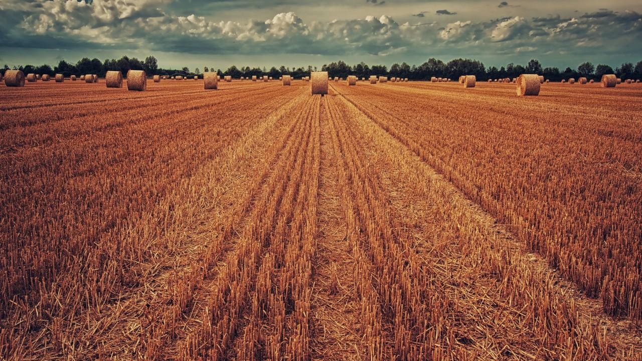 Wheat Crop Wallpapers - Top Free Wheat Crop Backgrounds - WallpaperAccess