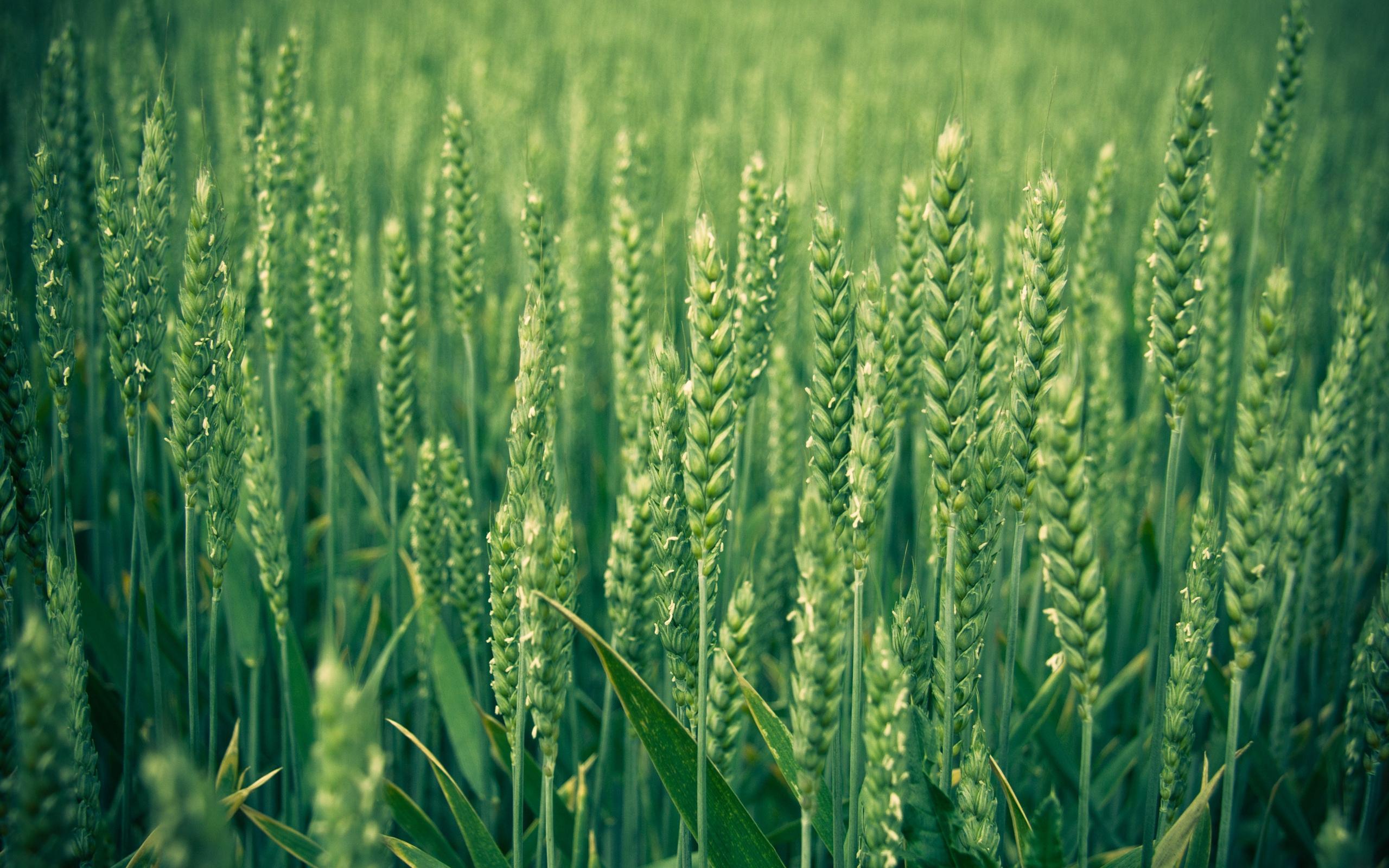Wheat Crop Wallpapers - Top Free Wheat Crop Backgrounds - WallpaperAccess