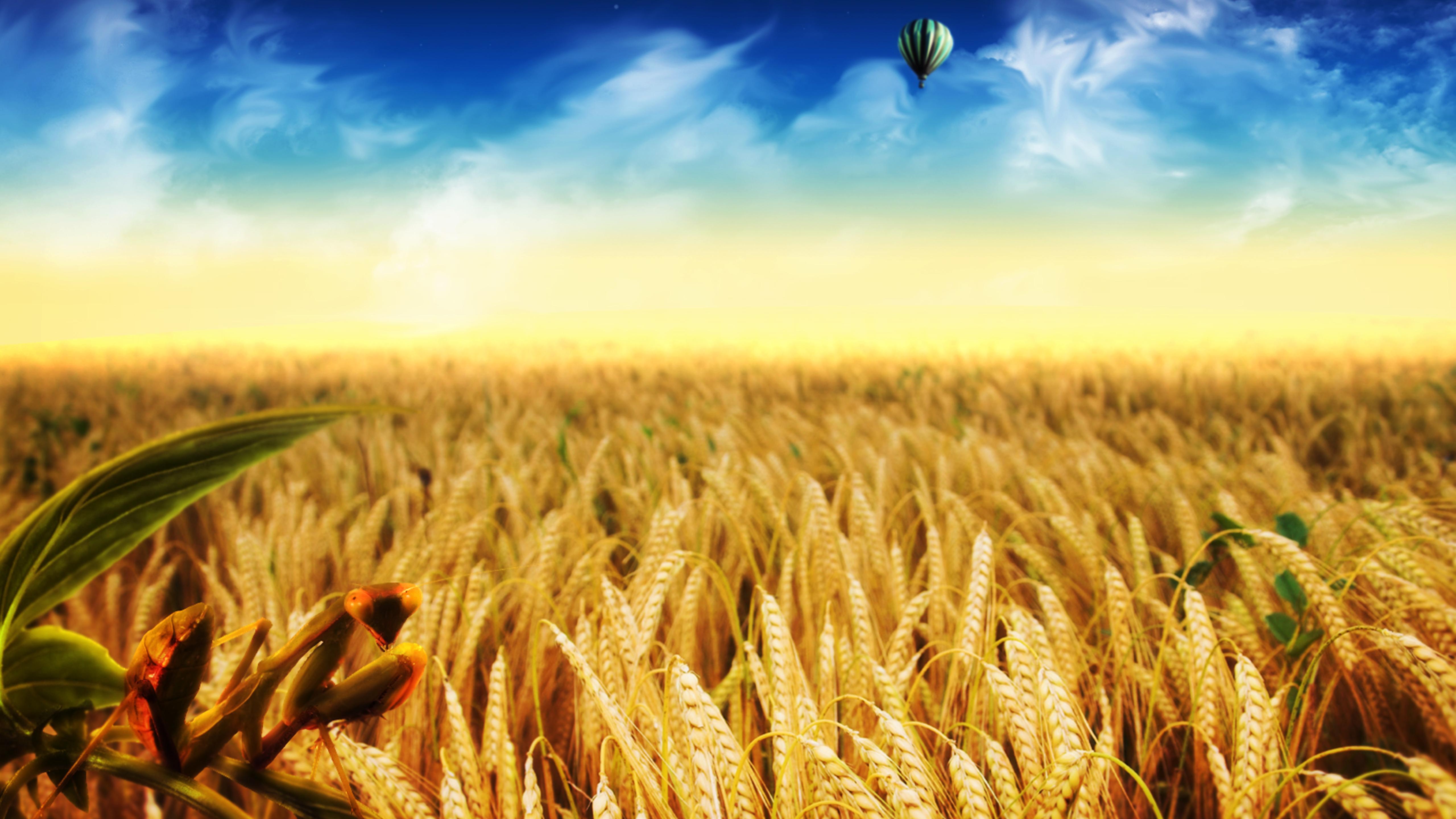 Wheat Crop Wallpapers - Top Free Wheat Crop Backgrounds - WallpaperAccess