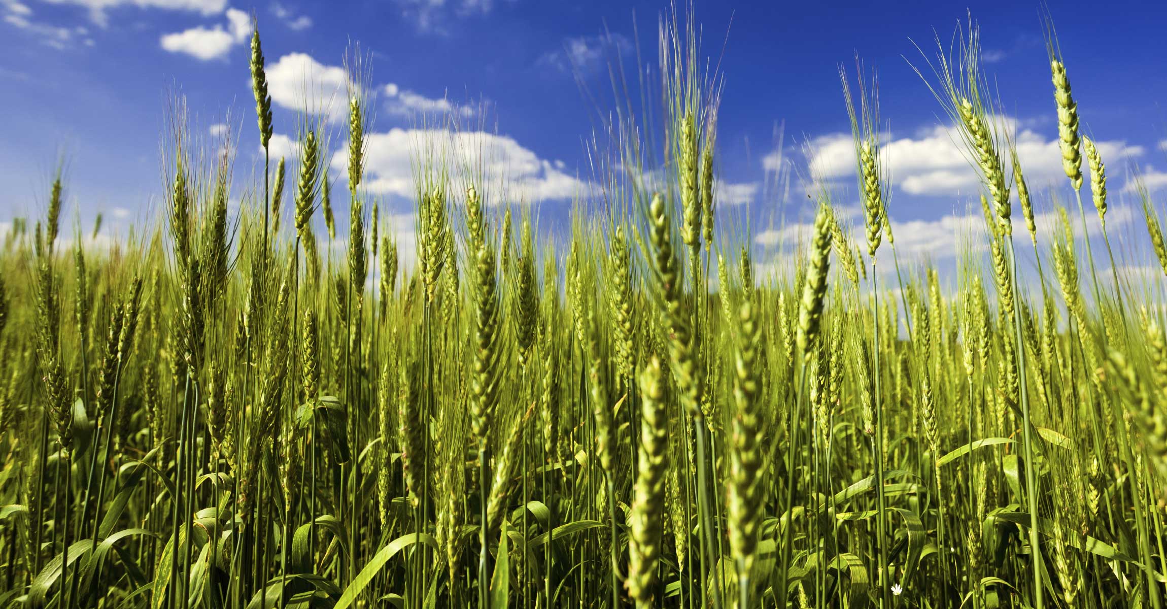 Wheat Crop Wallpapers - Top Free Wheat Crop Backgrounds - WallpaperAccess