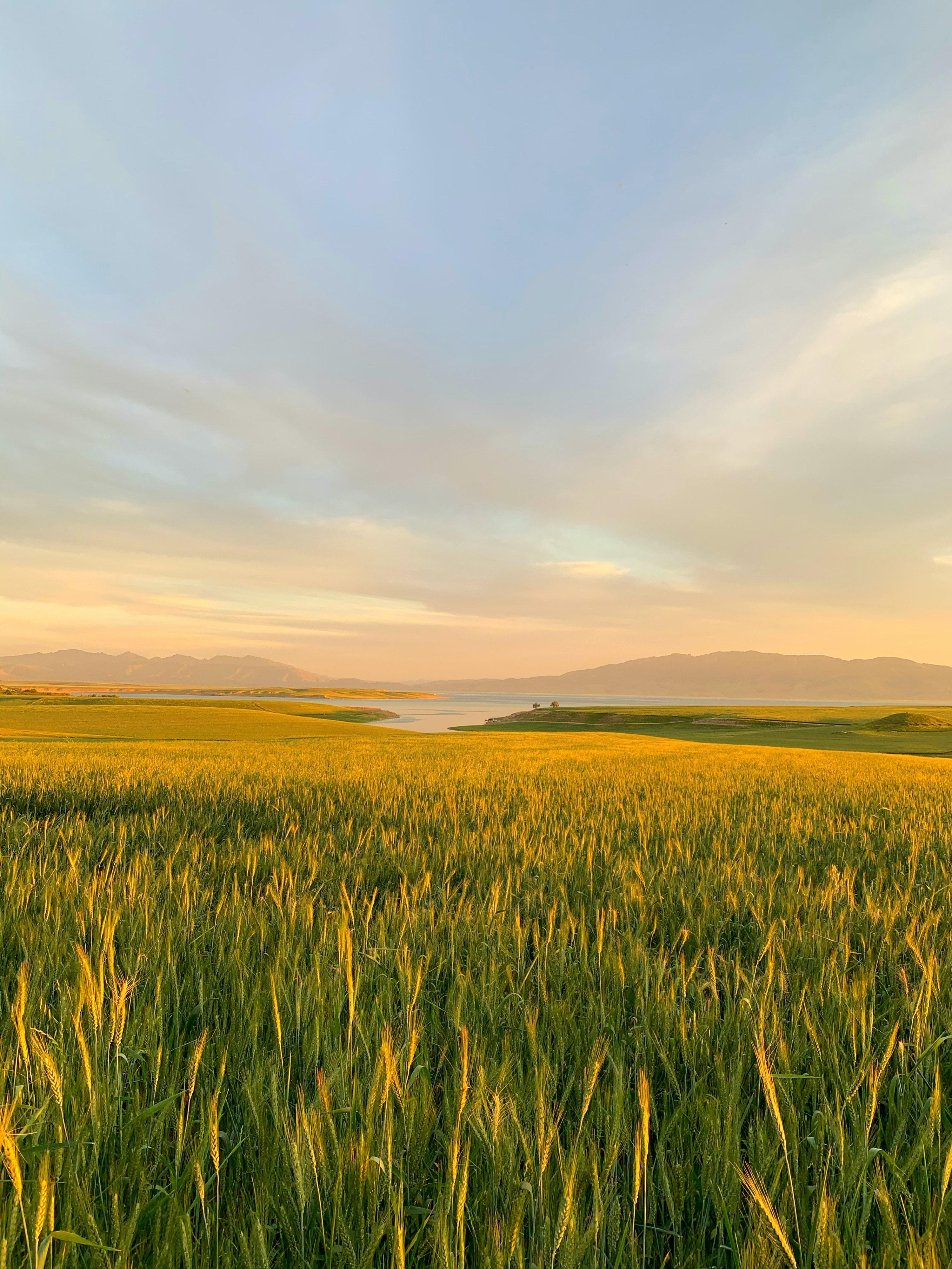 Wheat Crop Wallpapers - Top Free Wheat Crop Backgrounds - WallpaperAccess