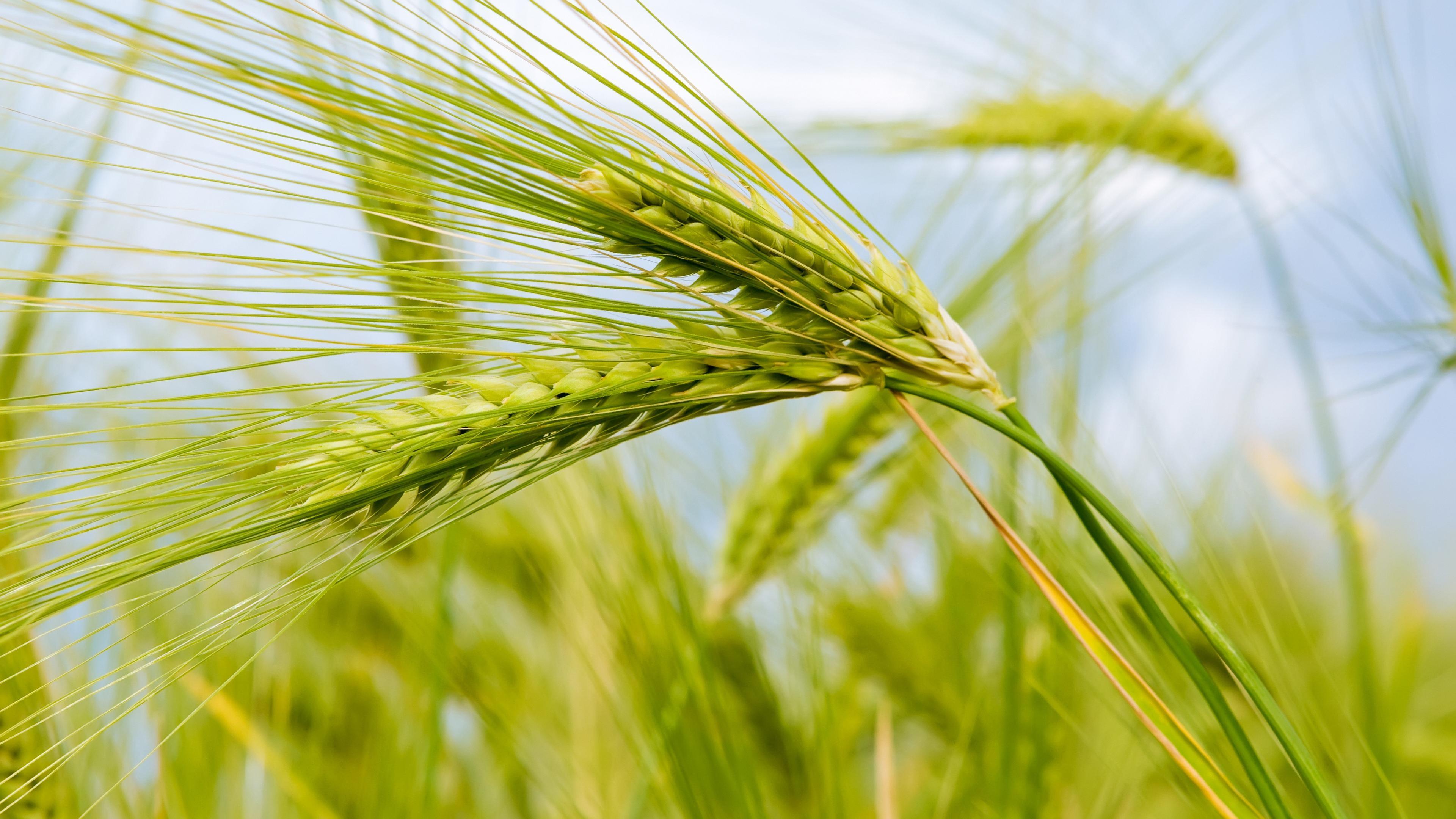 Wheat Crop Wallpapers - Top Free Wheat Crop Backgrounds - WallpaperAccess