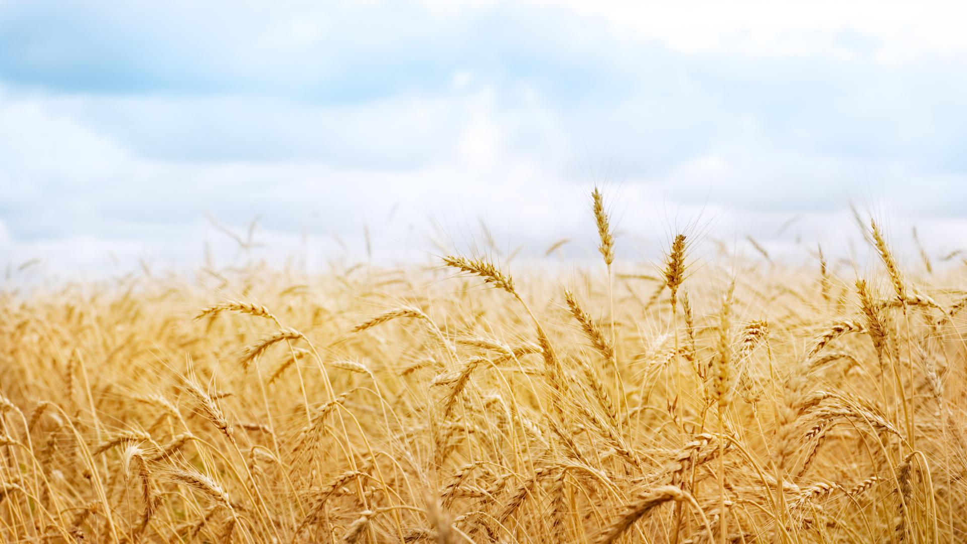 Wheat Crop Wallpapers - Top Free Wheat Crop Backgrounds - WallpaperAccess