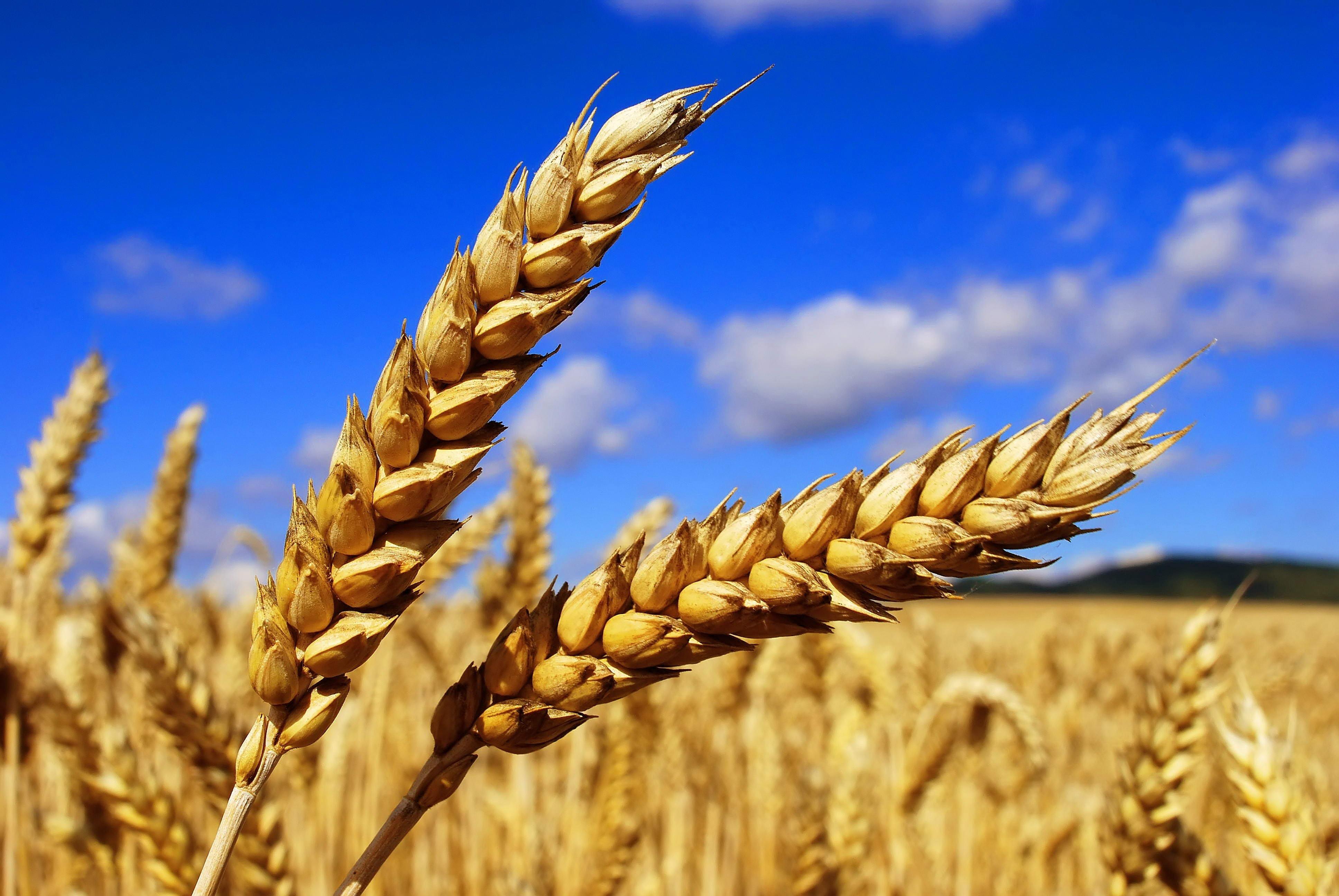 Wheat Crop Wallpapers - Top Free Wheat Crop Backgrounds - WallpaperAccess