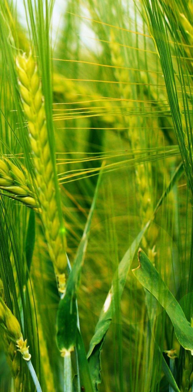 Wheat Crop Wallpapers - Top Free Wheat Crop Backgrounds - WallpaperAccess