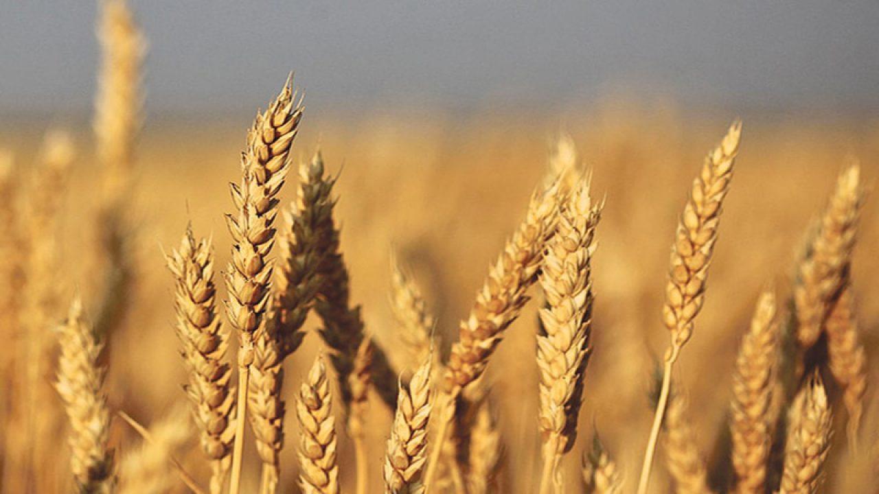 Wheat Crop Wallpapers - Top Free Wheat Crop Backgrounds - WallpaperAccess