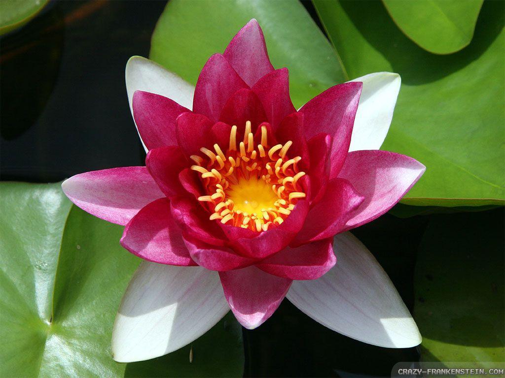 Red Lotus Flower Wallpapers - Top Free Red Lotus Flower Backgrounds ...