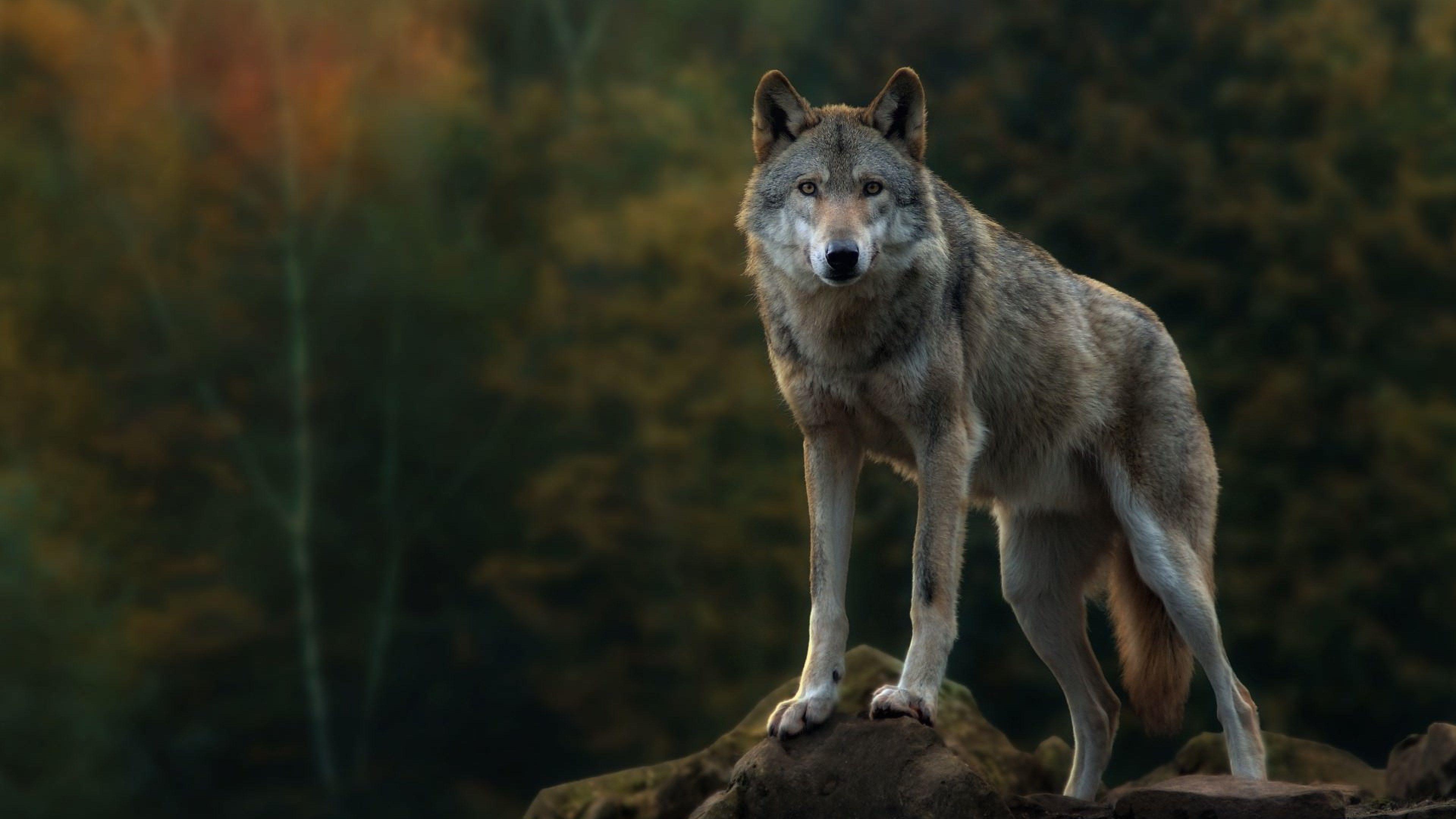 4K Cool Wolf Wallpapers - Top Free 4K Cool Wolf Backgrounds ...