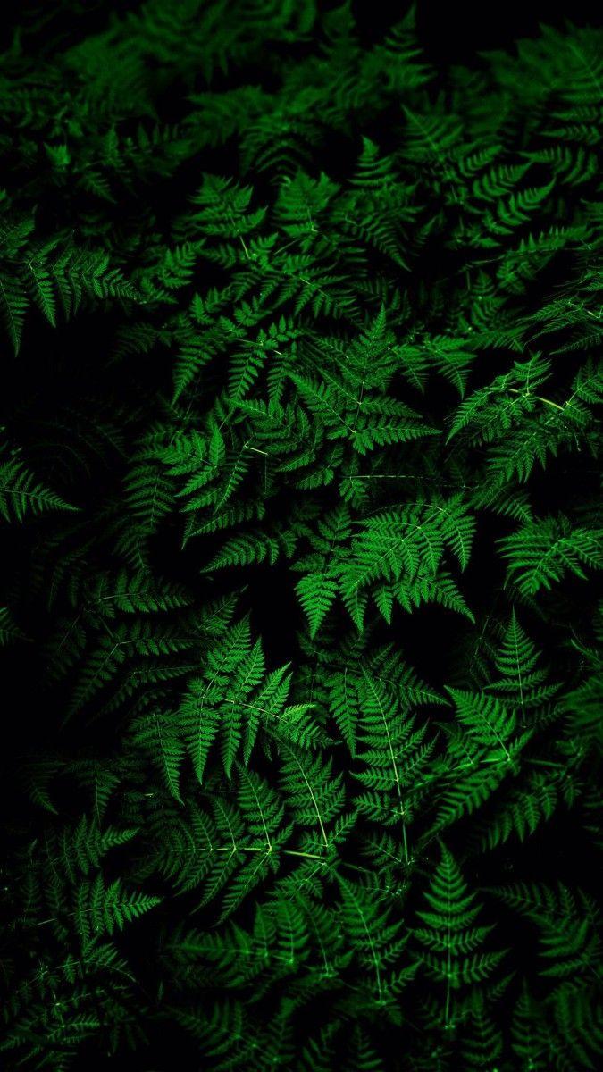 Leaf iPhone Wallpapers - Top Free Leaf iPhone Backgrounds - WallpaperAccess