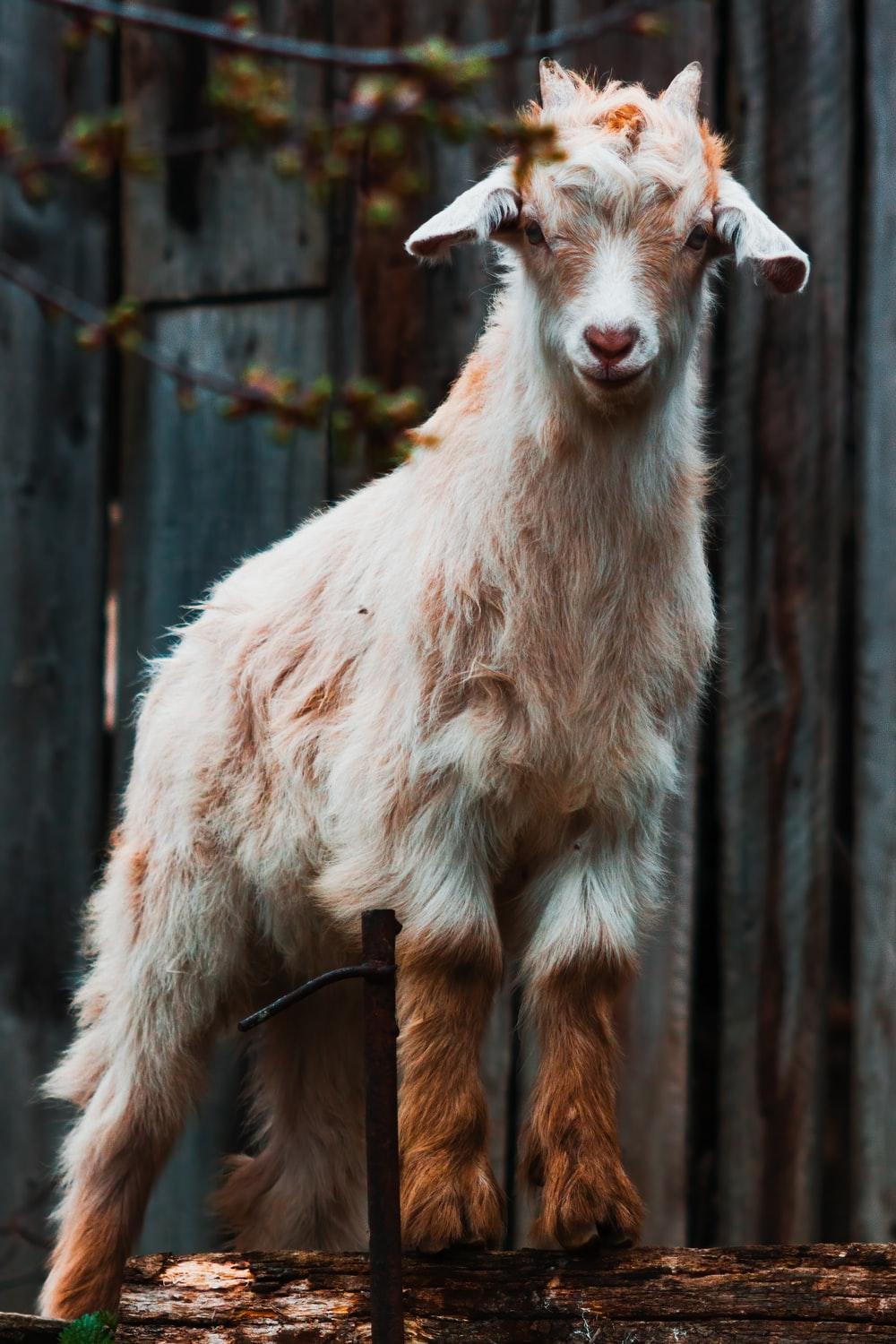 Cool Goat Wallpapers - Top Free Cool Goat Backgrounds - WallpaperAccess
