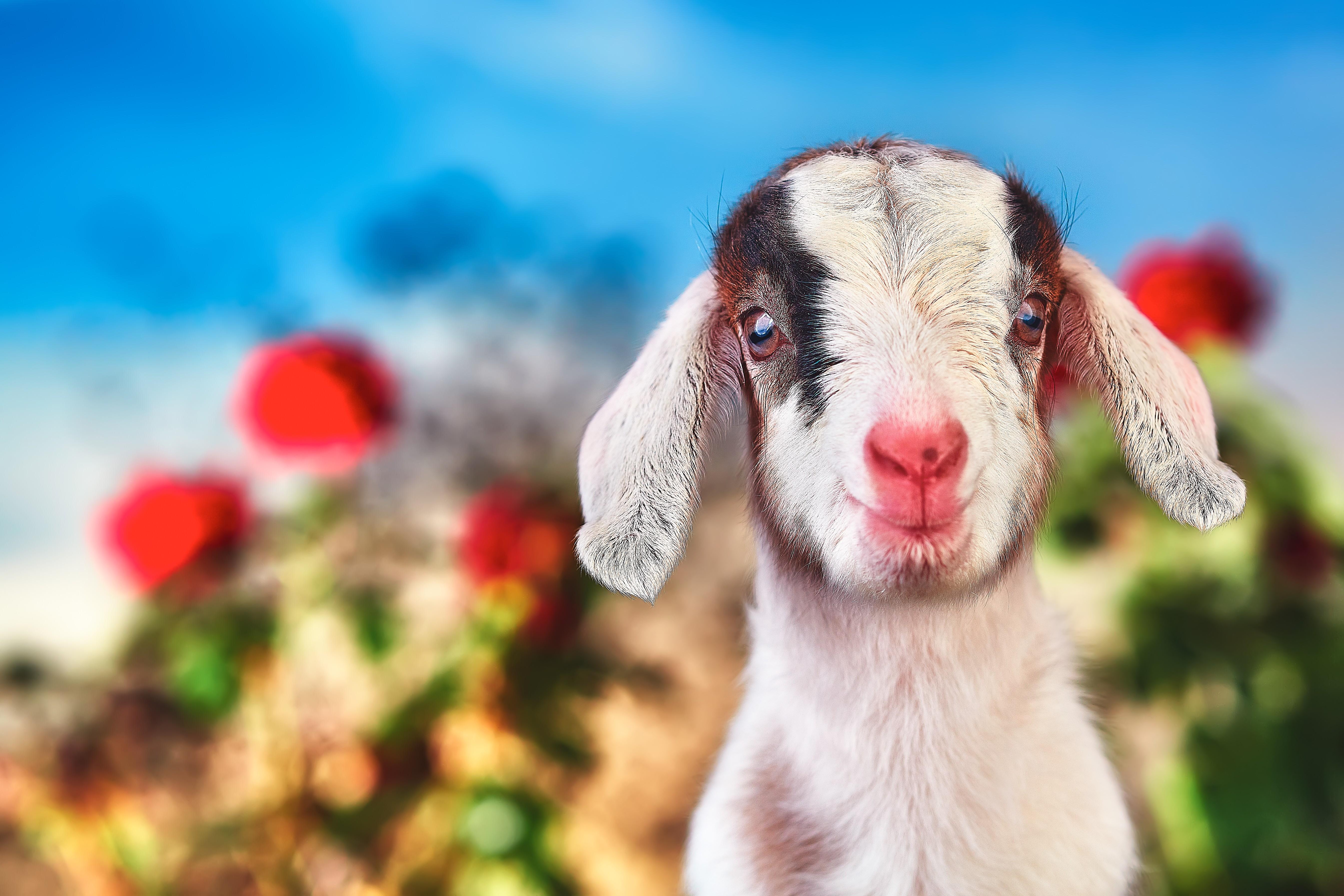 Cool Goat Wallpapers - Top Free Cool Goat Backgrounds - WallpaperAccess