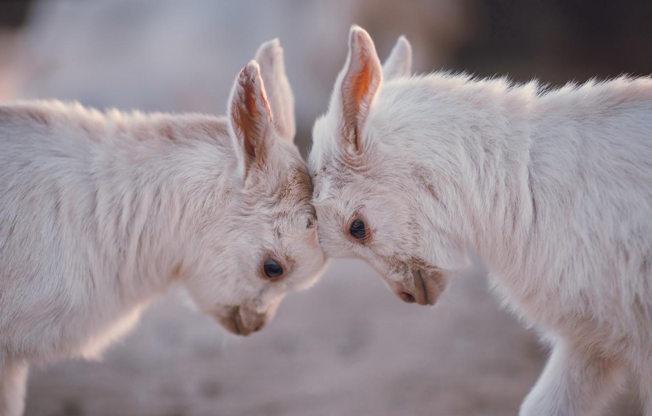 Cool Goat Wallpapers - Top Free Cool Goat Backgrounds - WallpaperAccess