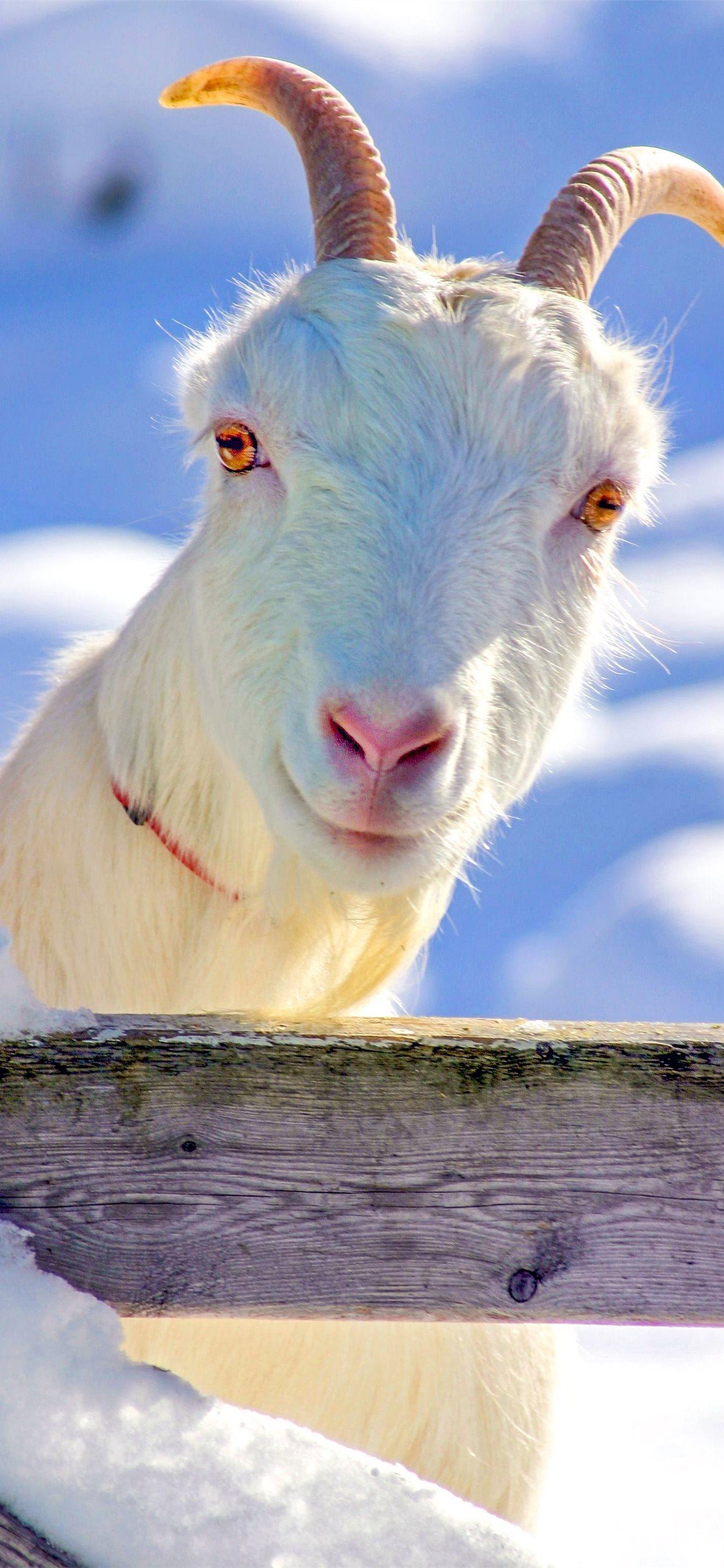 Cool Goat Wallpapers - Top Free Cool Goat Backgrounds - WallpaperAccess