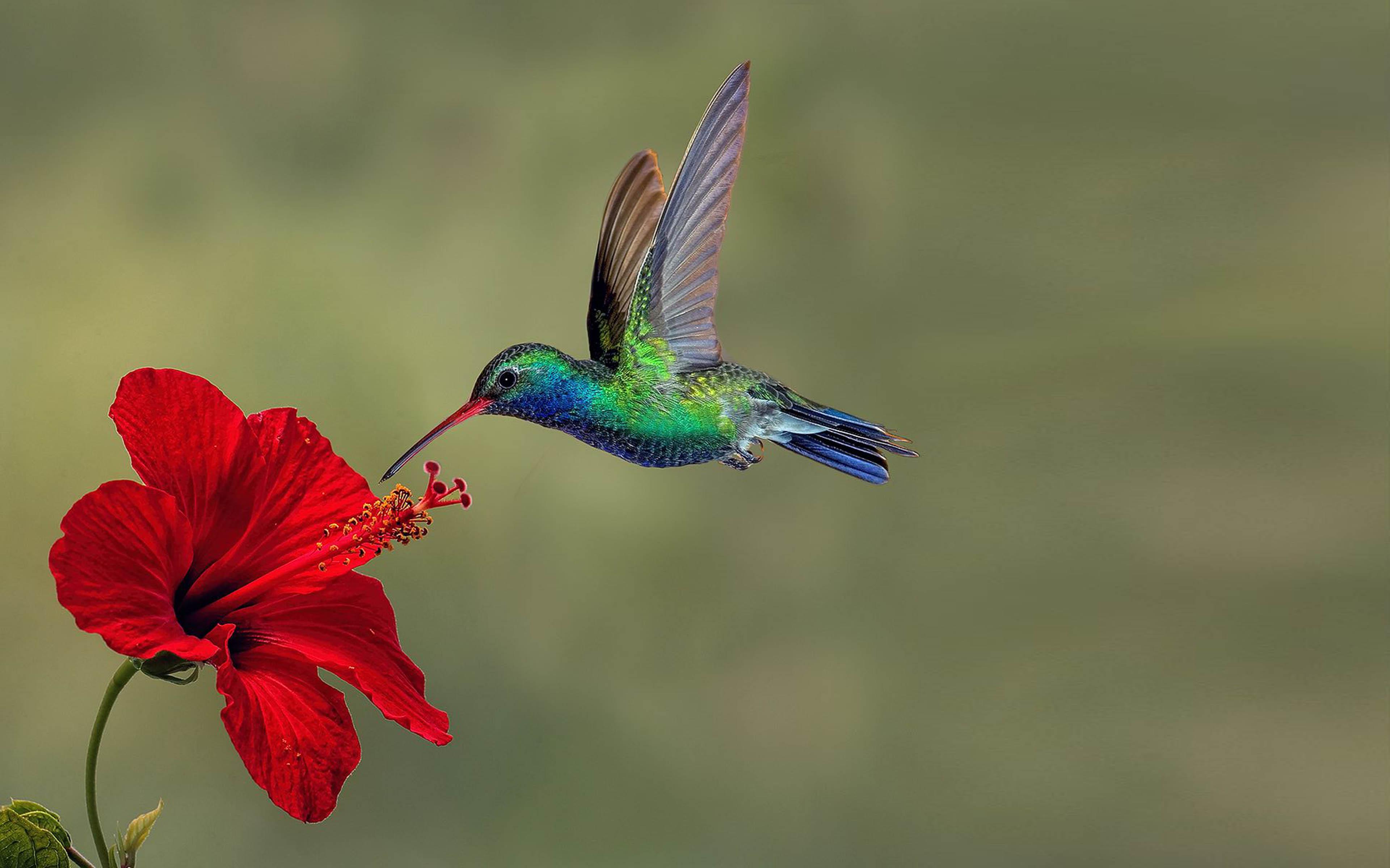 Hummingbird Desktop Wallpapers - Top Free Hummingbird Desktop ...