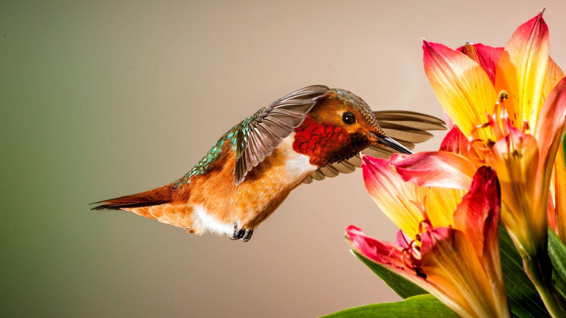 Hummingbird Desktop Wallpapers - Top Free Hummingbird Desktop ...