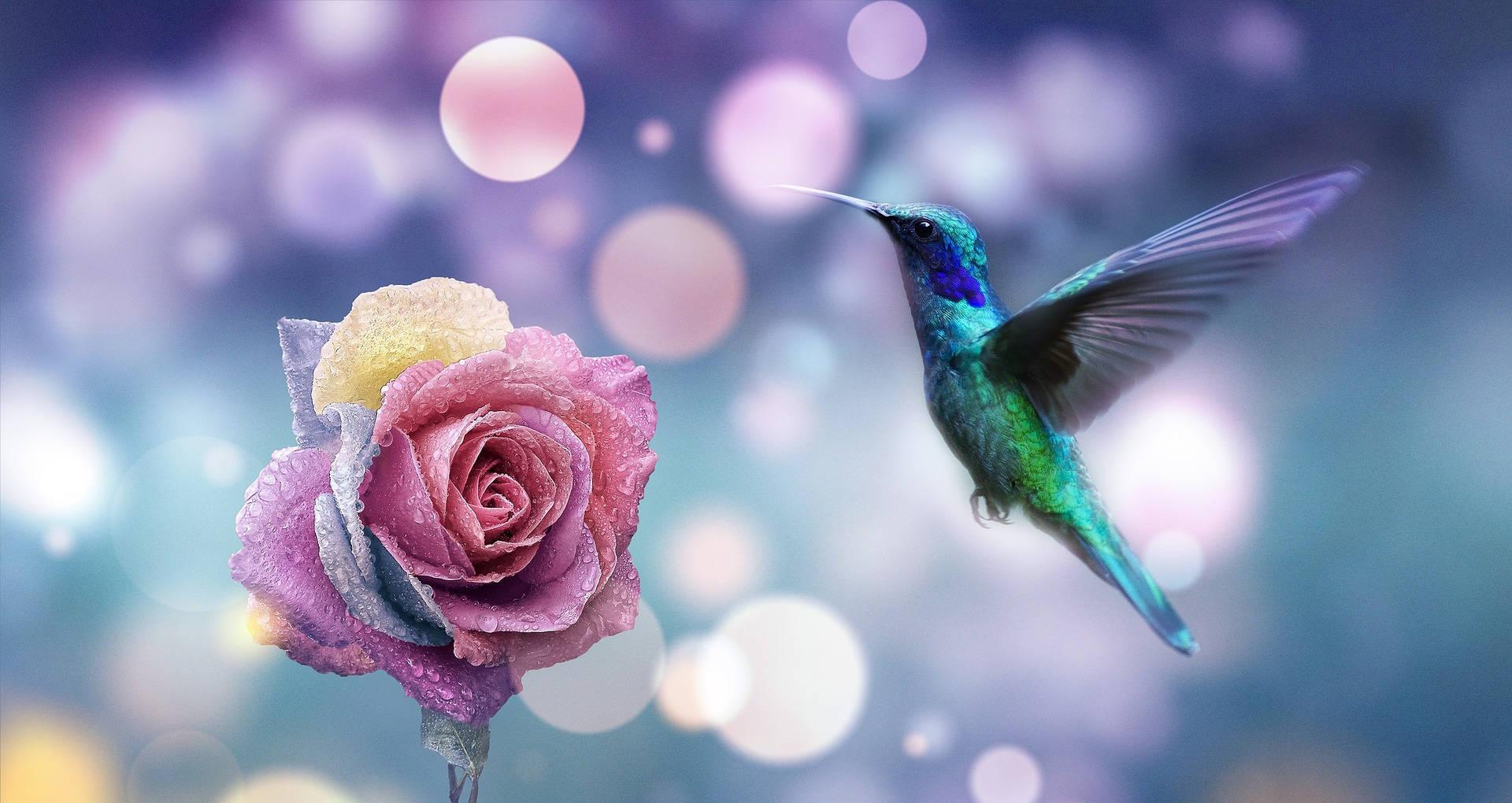 Hummingbird Desktop Wallpapers - Top Free Hummingbird Desktop ...