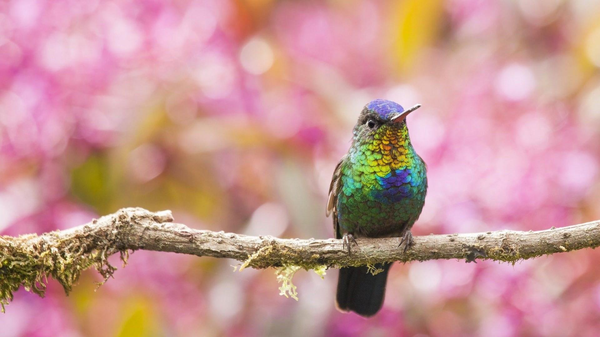 Hummingbird Desktop Wallpapers - Top Free Hummingbird Desktop ...