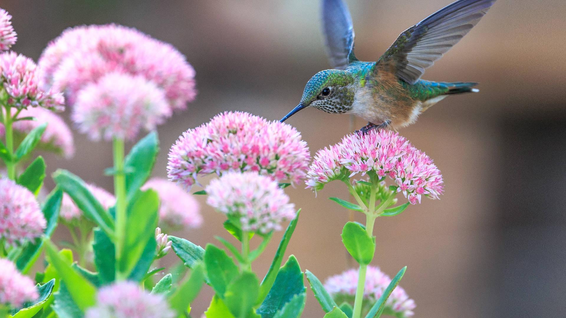 Hummingbird Desktop Wallpapers - Top Free Hummingbird Desktop ...