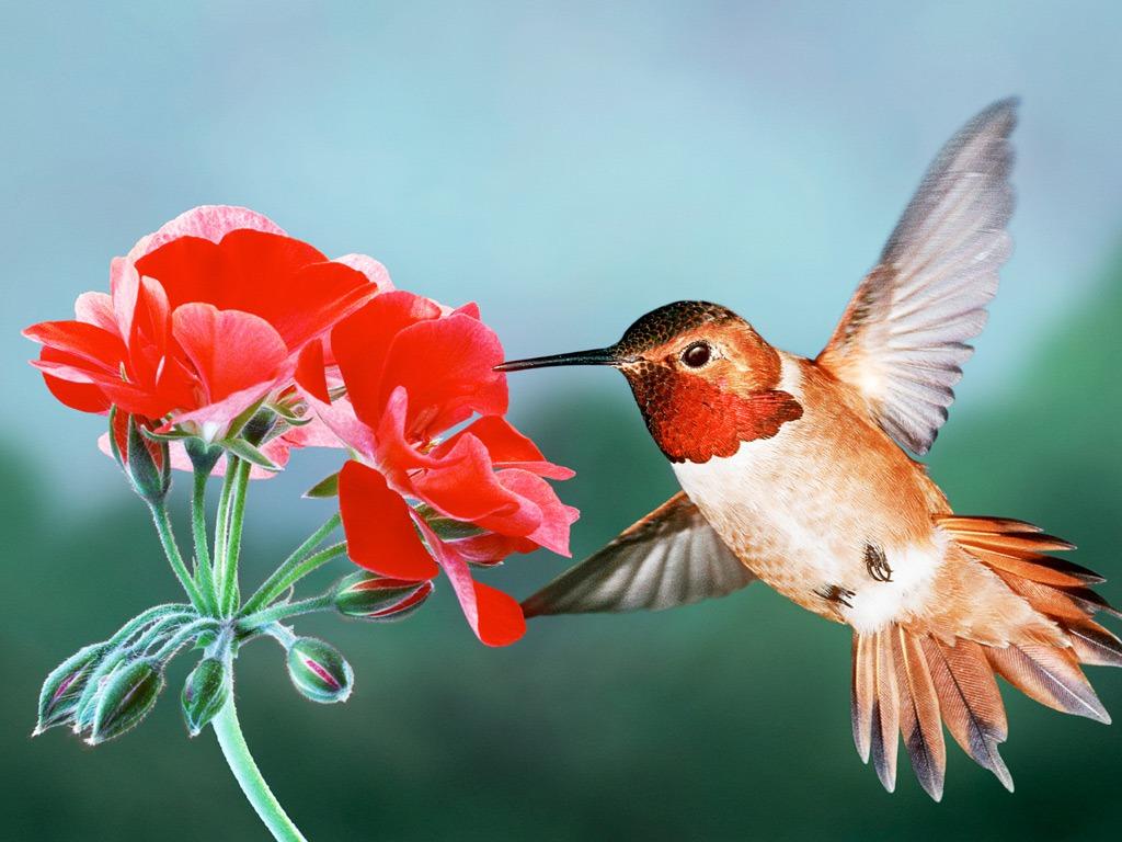 Hummingbird Desktop Wallpapers - Top Free Hummingbird Desktop ...