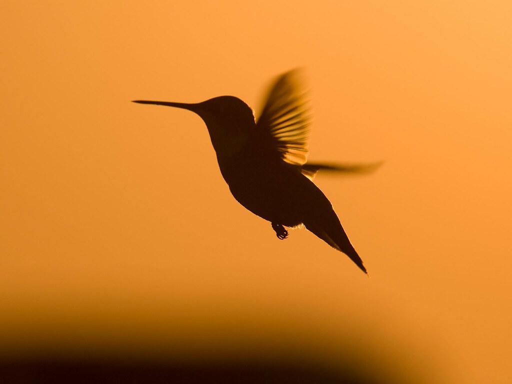 Hummingbird Desktop Wallpapers - Top Free Hummingbird Desktop ...