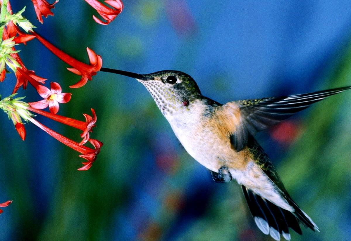 Hummingbird Desktop Wallpapers - Top Free Hummingbird Desktop ...