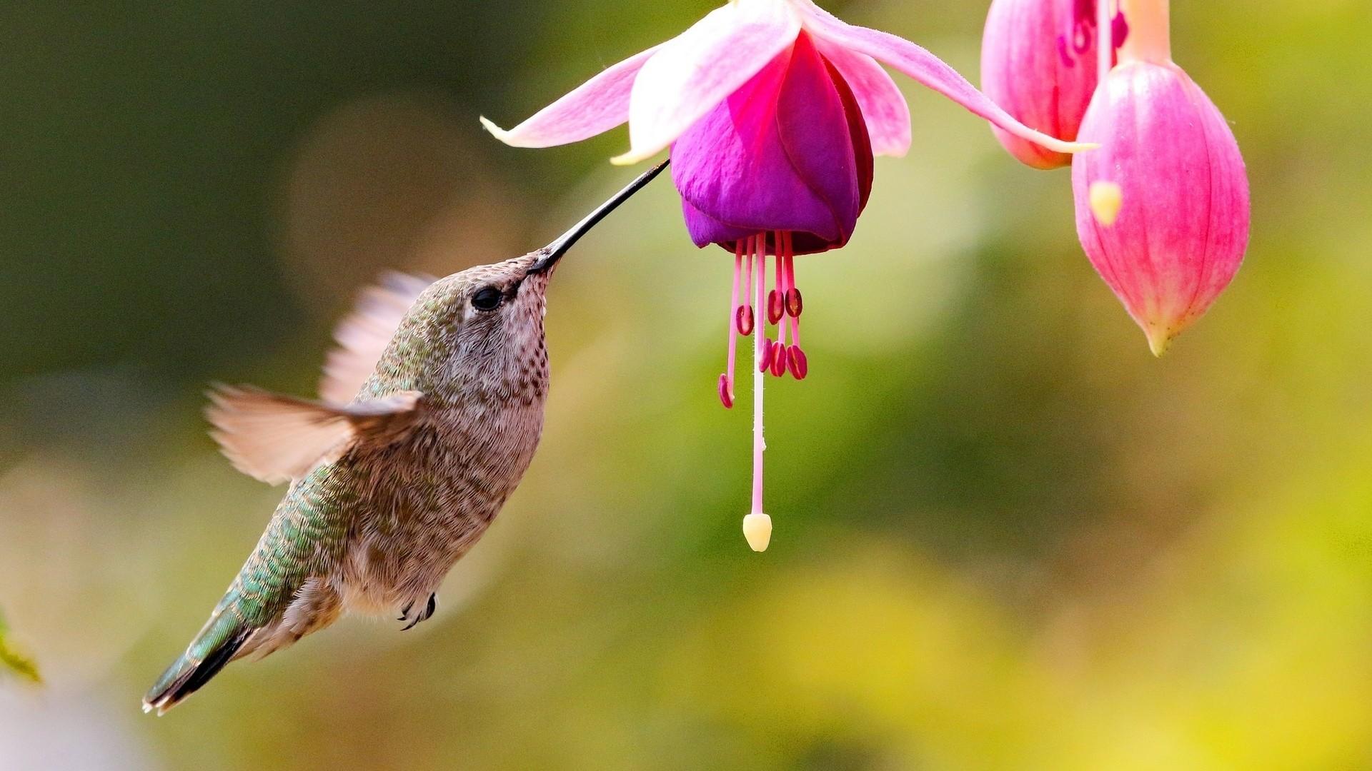 Hummingbird Desktop Wallpapers - Top Free Hummingbird Desktop ...