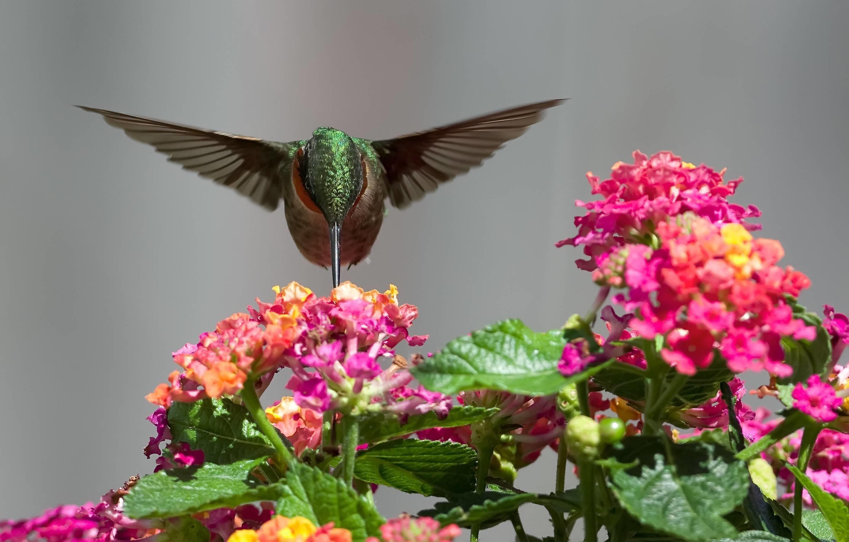 Hummingbird Desktop Wallpapers - Top Free Hummingbird Desktop ...
