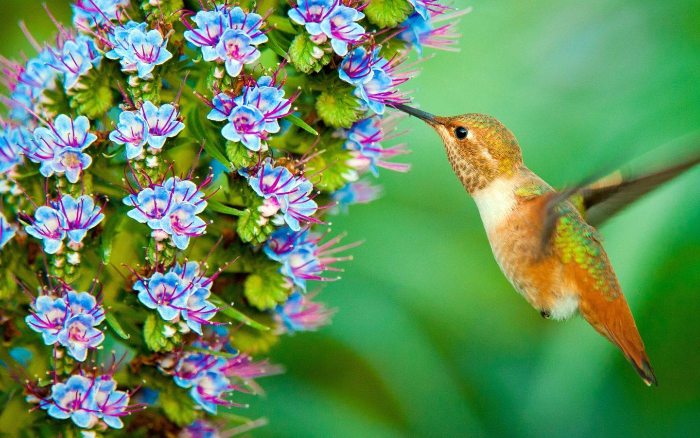 Hummingbird Desktop Wallpapers - Top Free Hummingbird Desktop ...