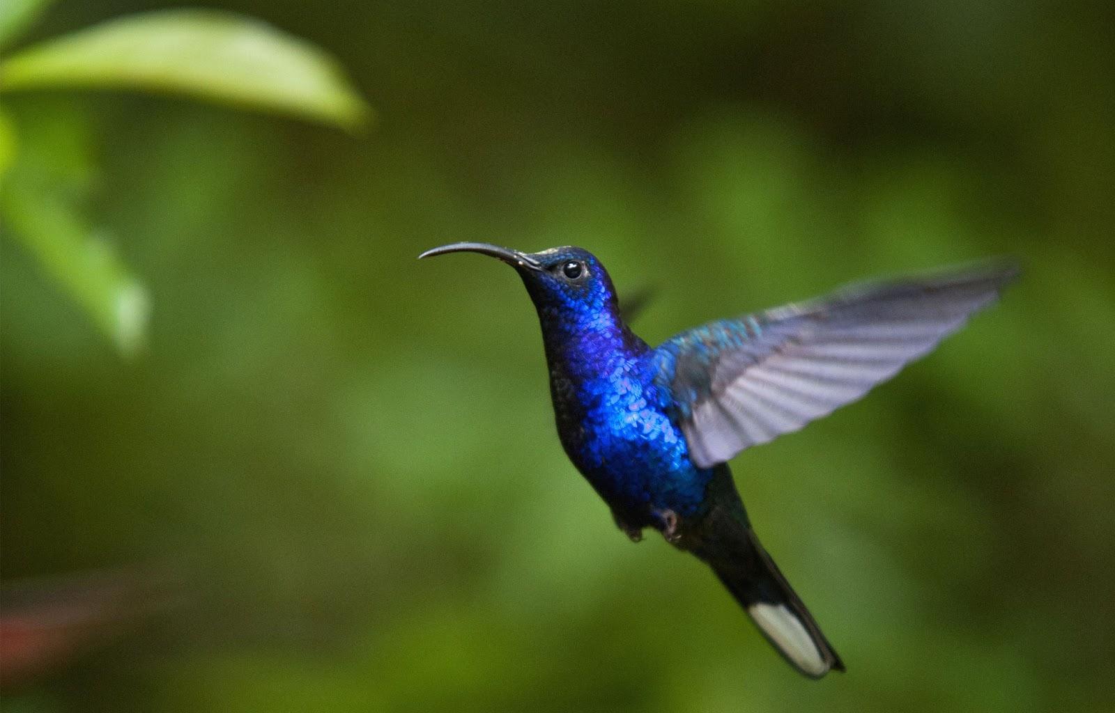 Hummingbird Desktop Wallpapers - Top Free Hummingbird Desktop ...