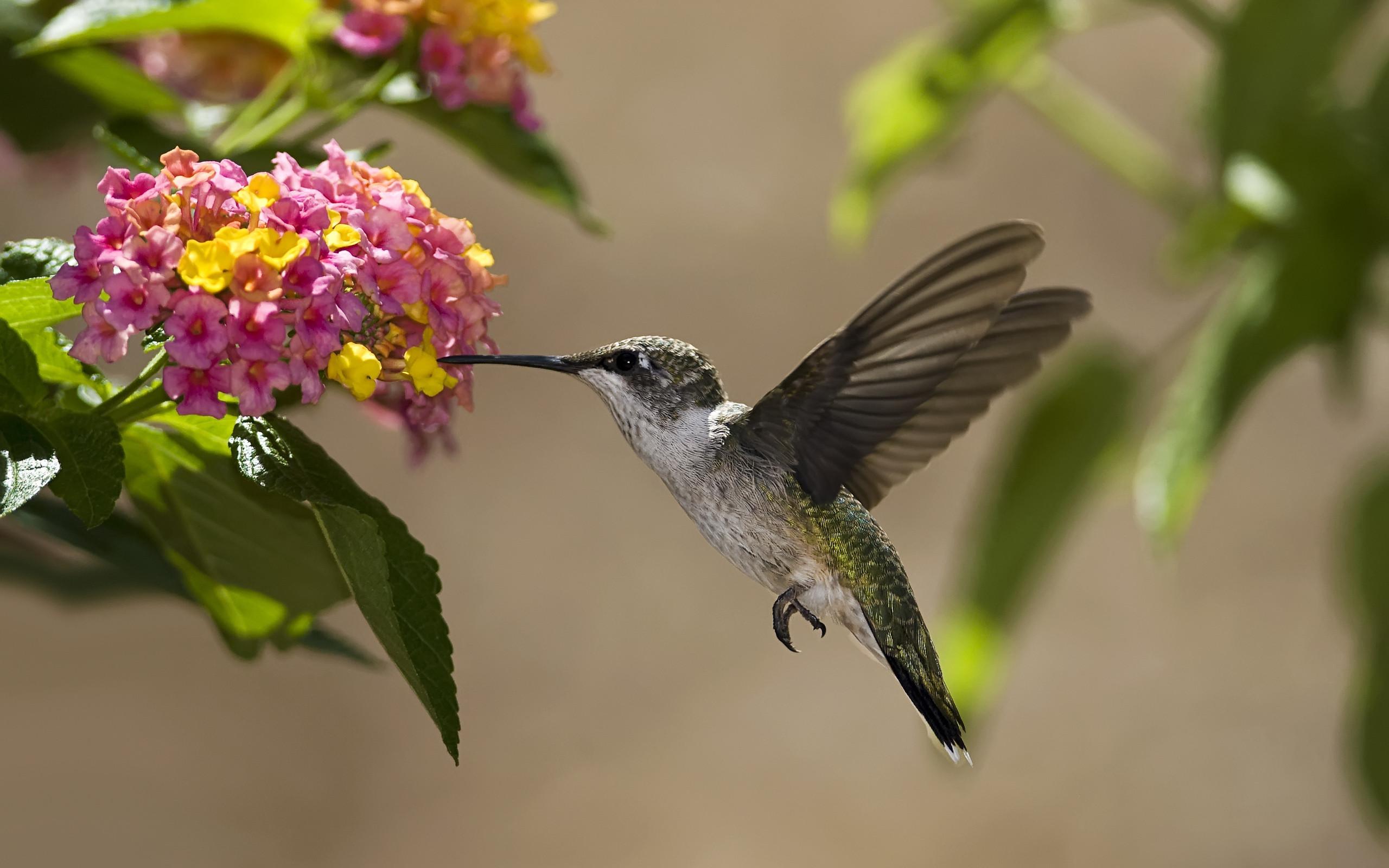 Hummingbird Desktop Wallpapers - Top Free Hummingbird Desktop ...