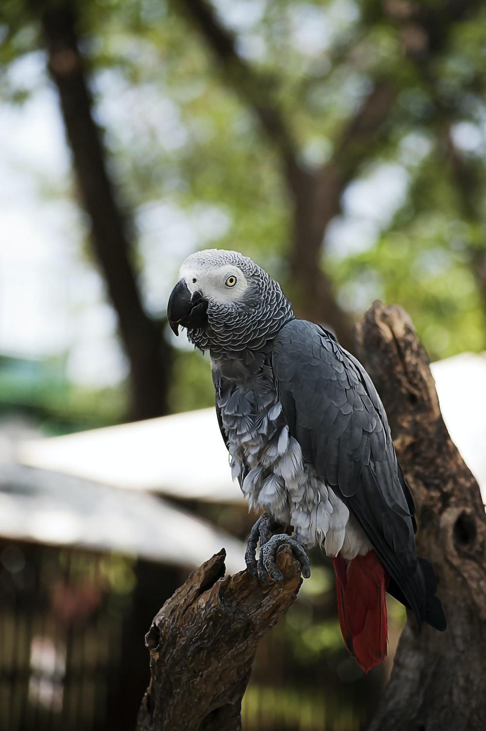 African Grey Parrot Wallpapers - Top Free African Grey Parrot ...