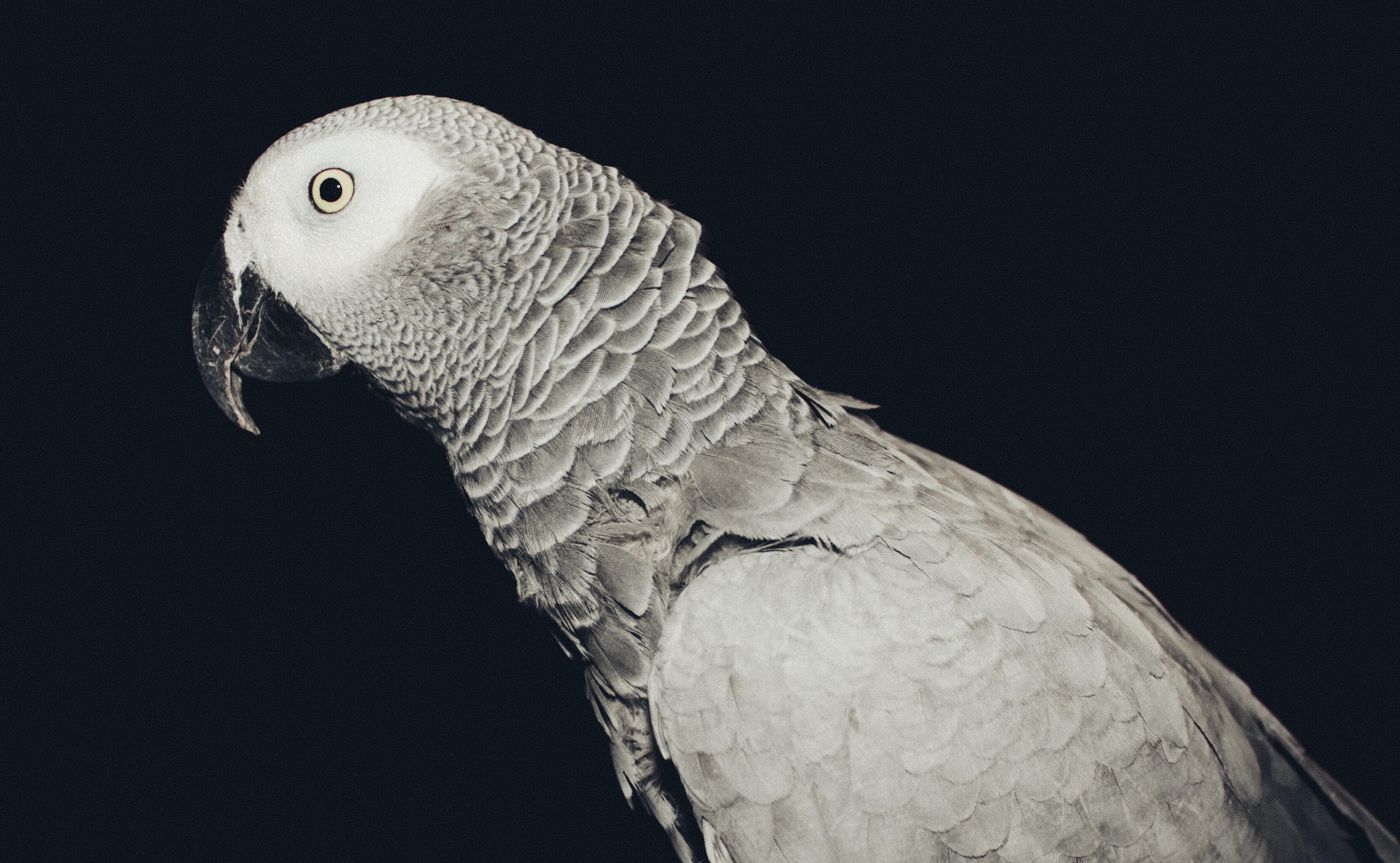 African Grey Parrot Wallpapers - Top Free African Grey Parrot ...