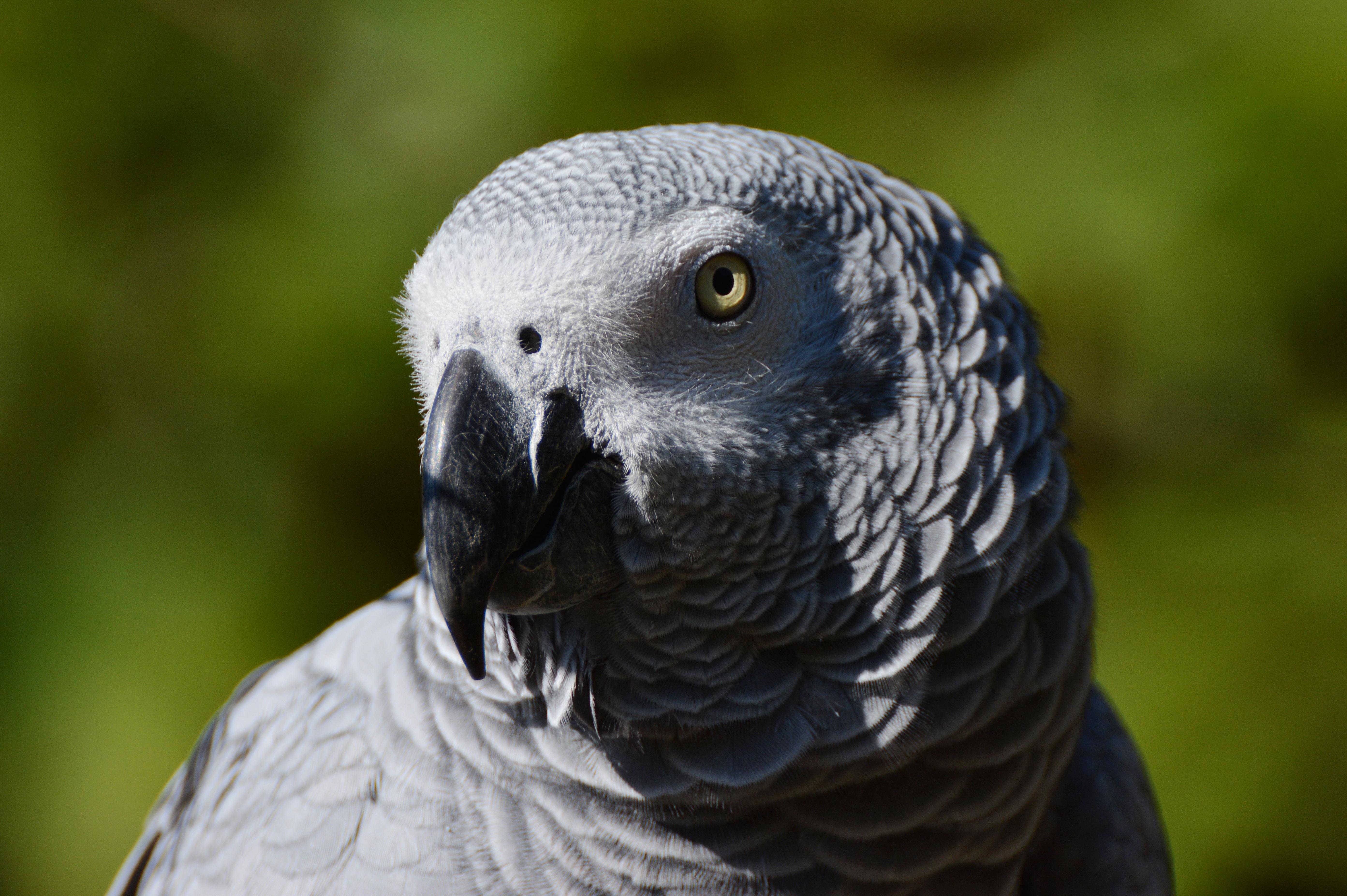 African Grey Parrot Wallpapers - Top Free African Grey Parrot ...