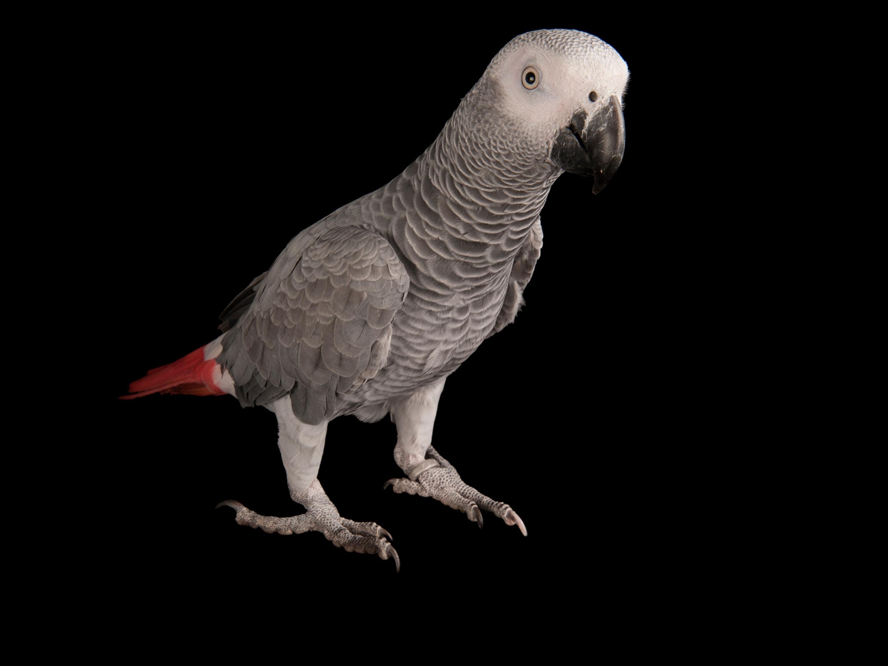 African Grey Parrot Wallpapers - Top Free African Grey Parrot Backgrounds - WallpaperAccess