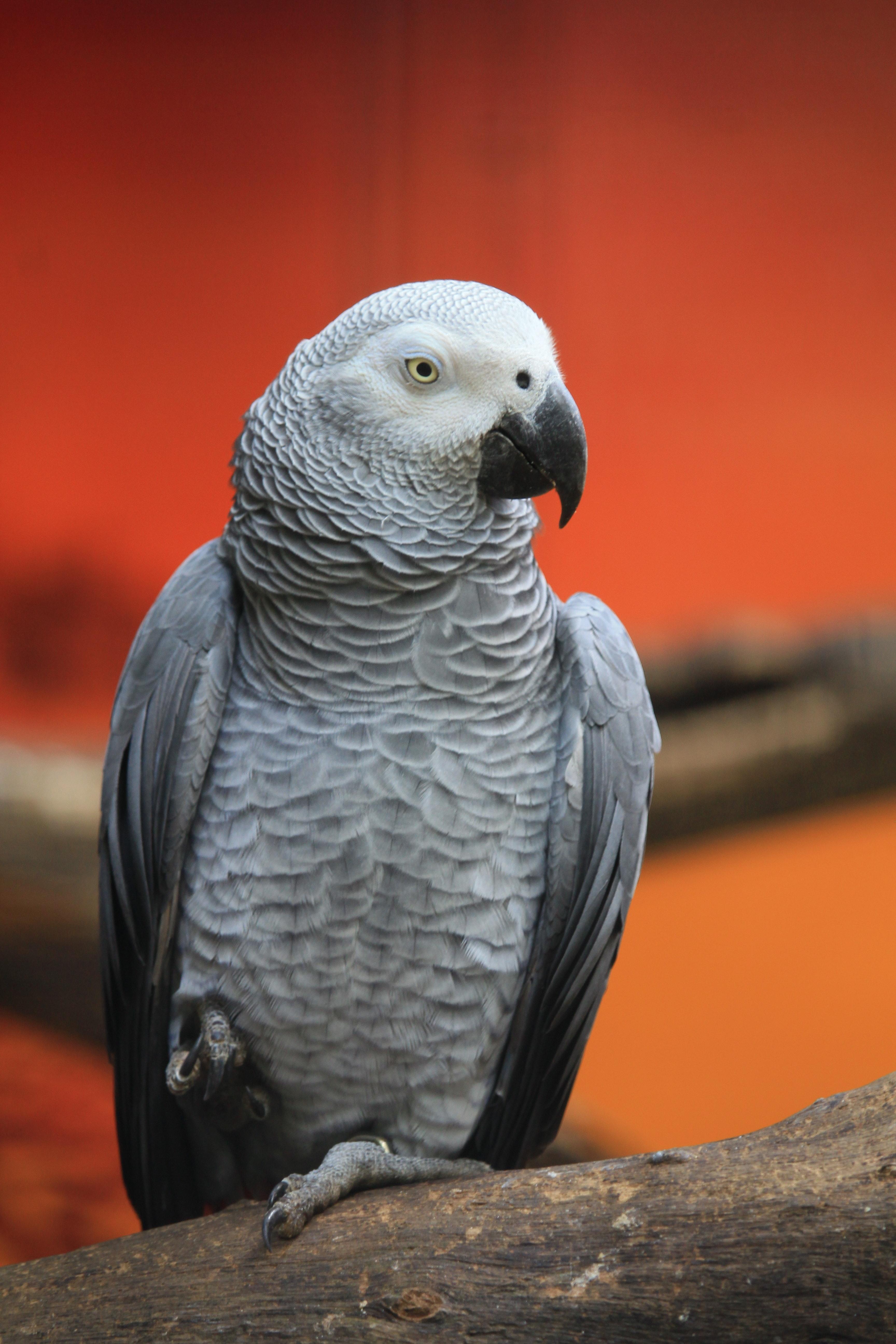 African Grey Parrot Wallpapers - Top Free African Grey Parrot ...
