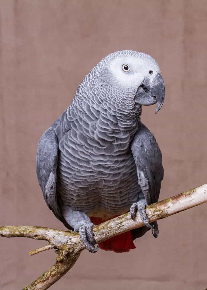 African Grey Parrot Wallpapers - Top Free African Grey Parrot ...