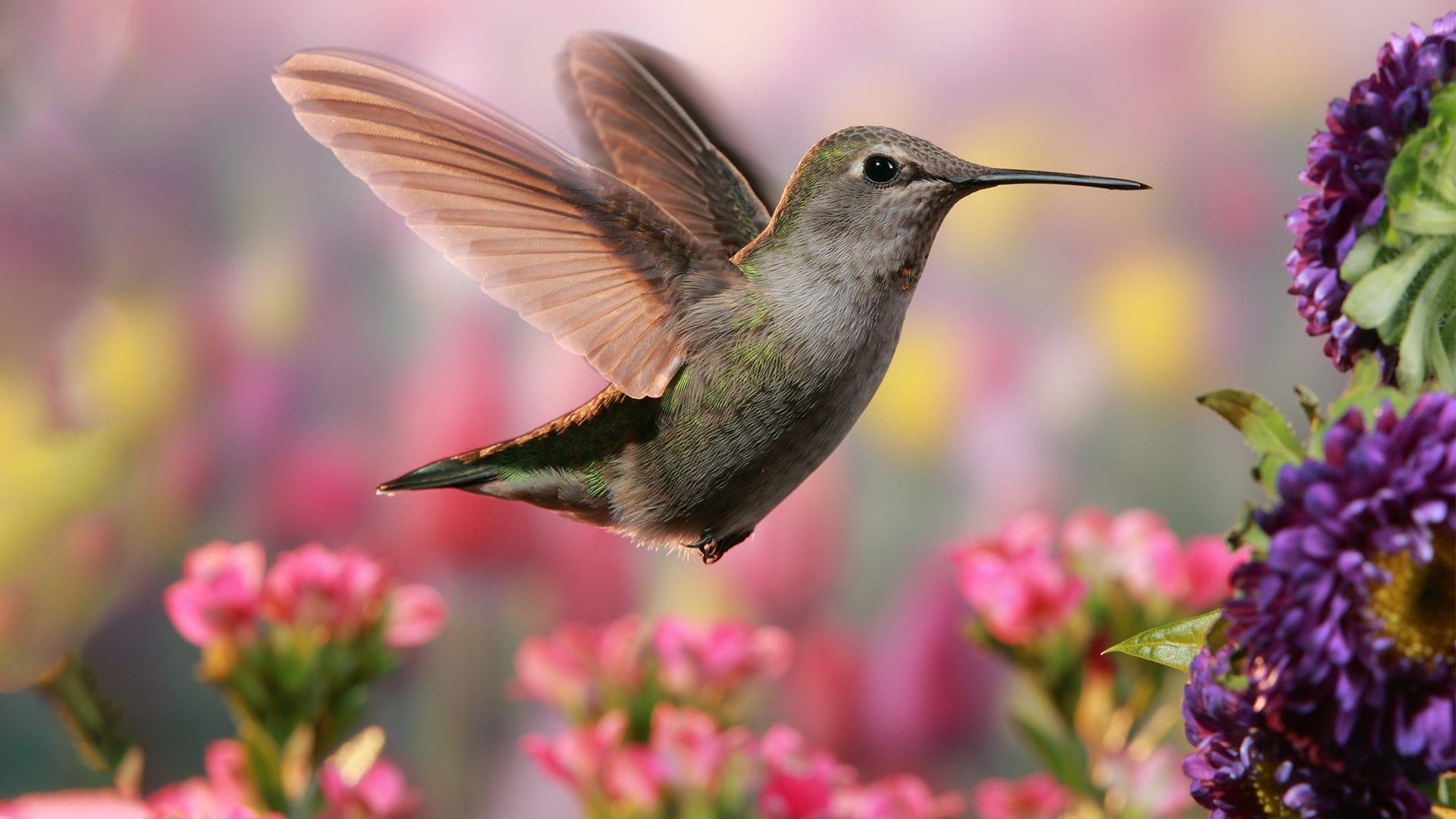Hummingbirds and Flowers Wallpapers - Top Free Hummingbirds and Flowers ...