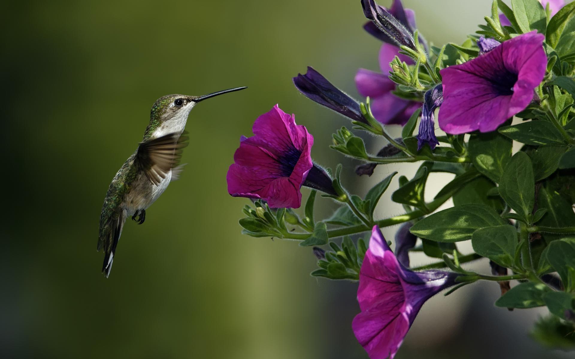 Hummingbirds and Flowers Wallpapers - Top Free Hummingbirds and Flowers ...