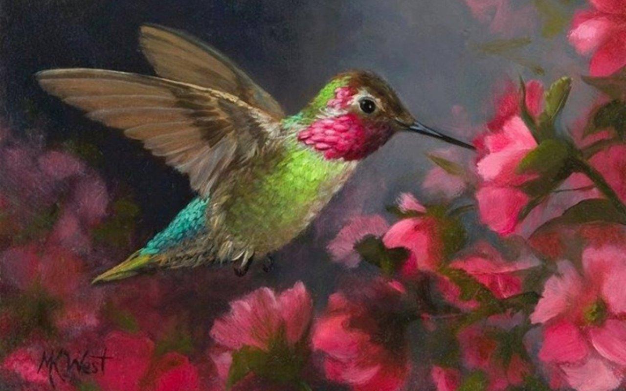 Hummingbirds and Flowers Wallpapers - Top Free Hummingbirds and Flowers ...