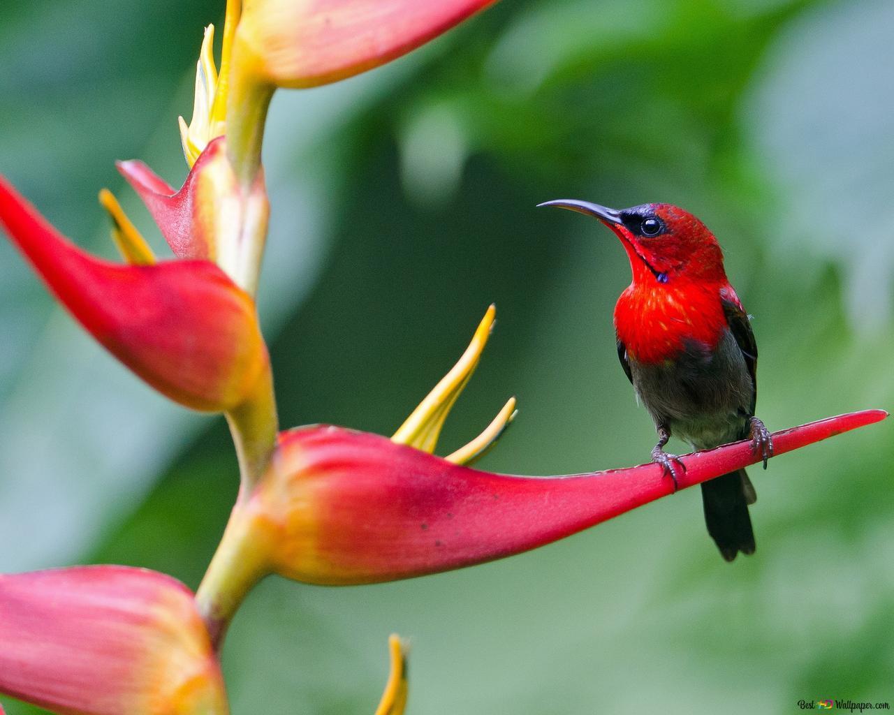 Hummingbirds and Flowers Wallpapers - Top Free Hummingbirds and Flowers ...