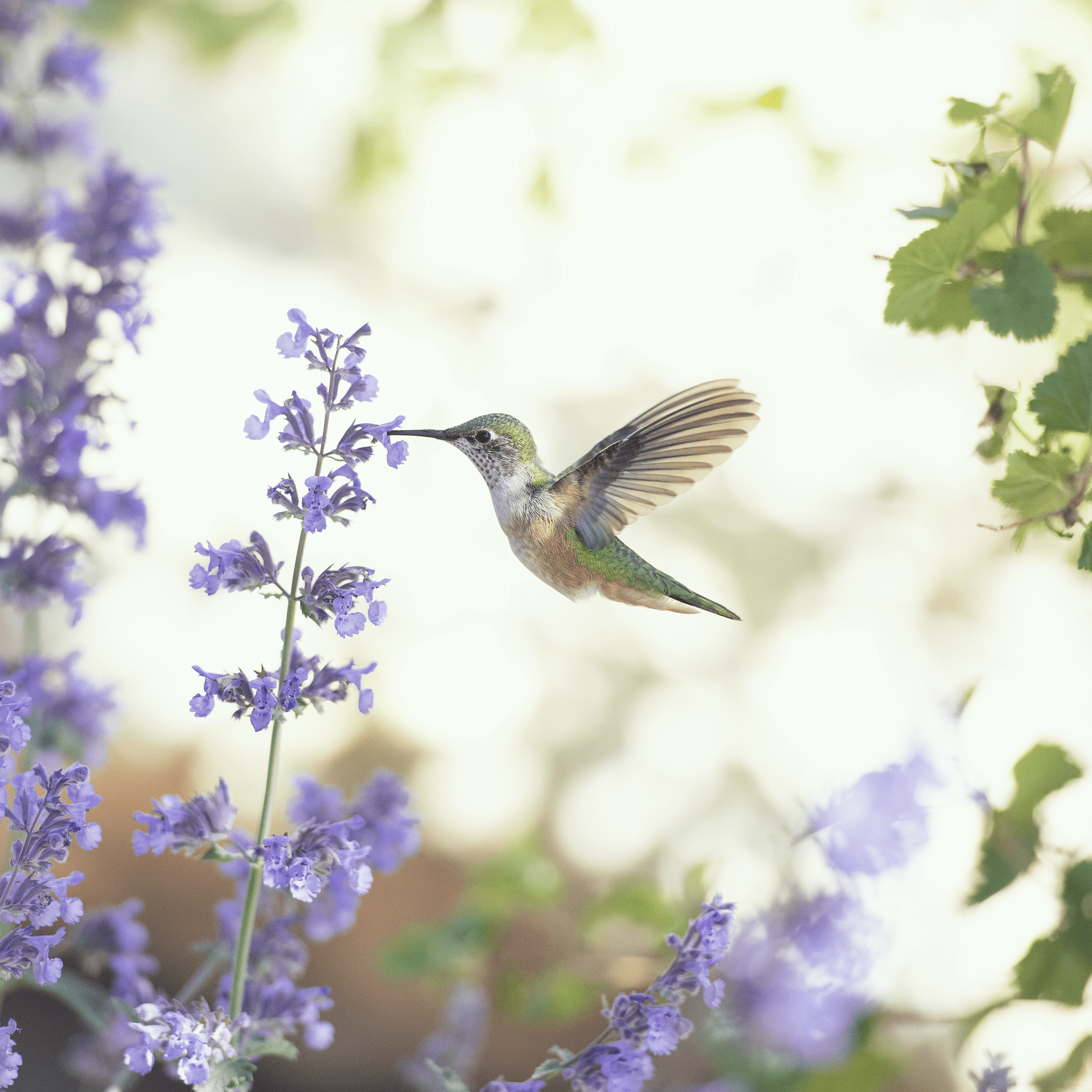Hummingbirds and Flowers Wallpapers - Top Free Hummingbirds and Flowers ...