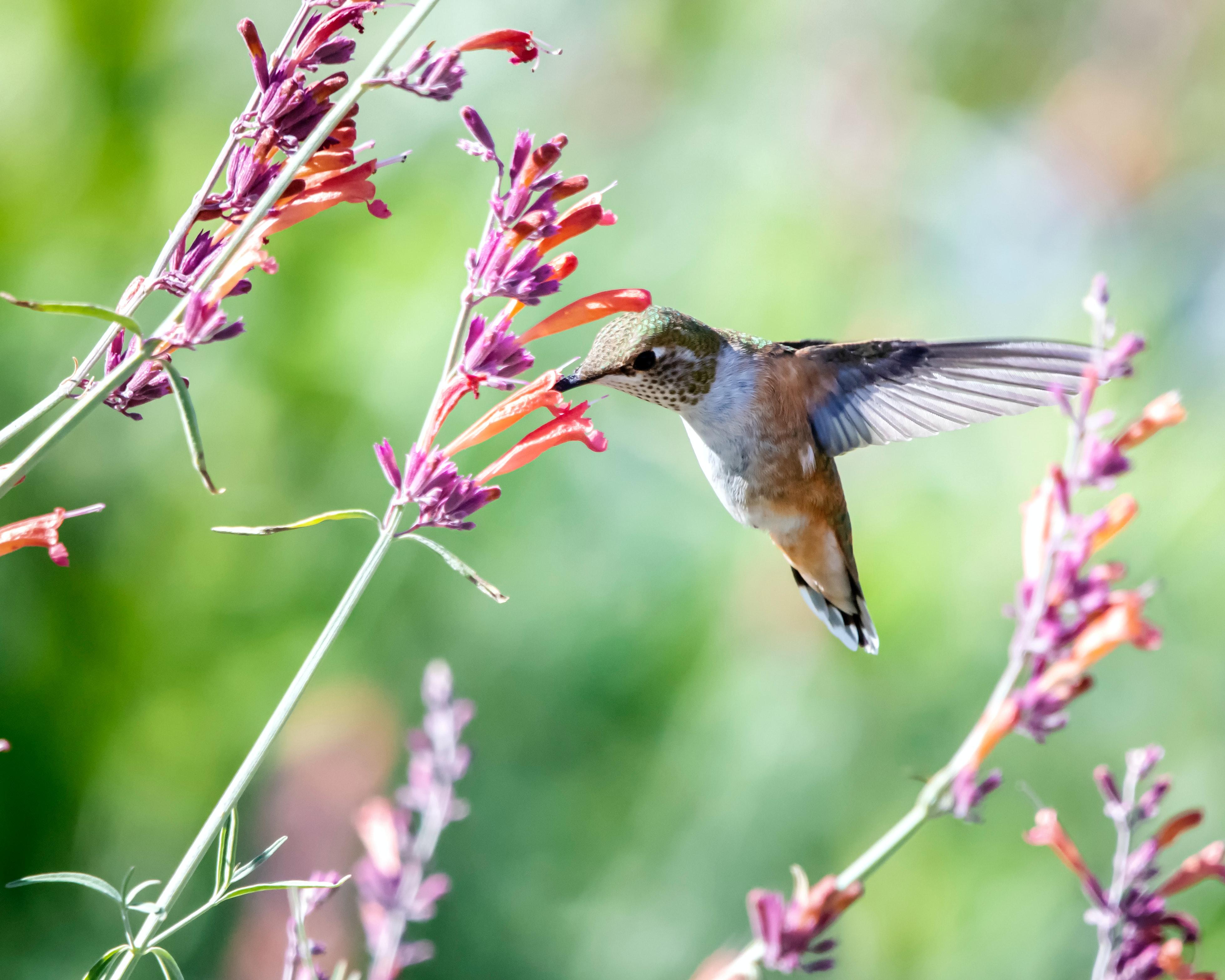 Hummingbirds and Flowers Wallpapers - Top Free Hummingbirds and Flowers ...