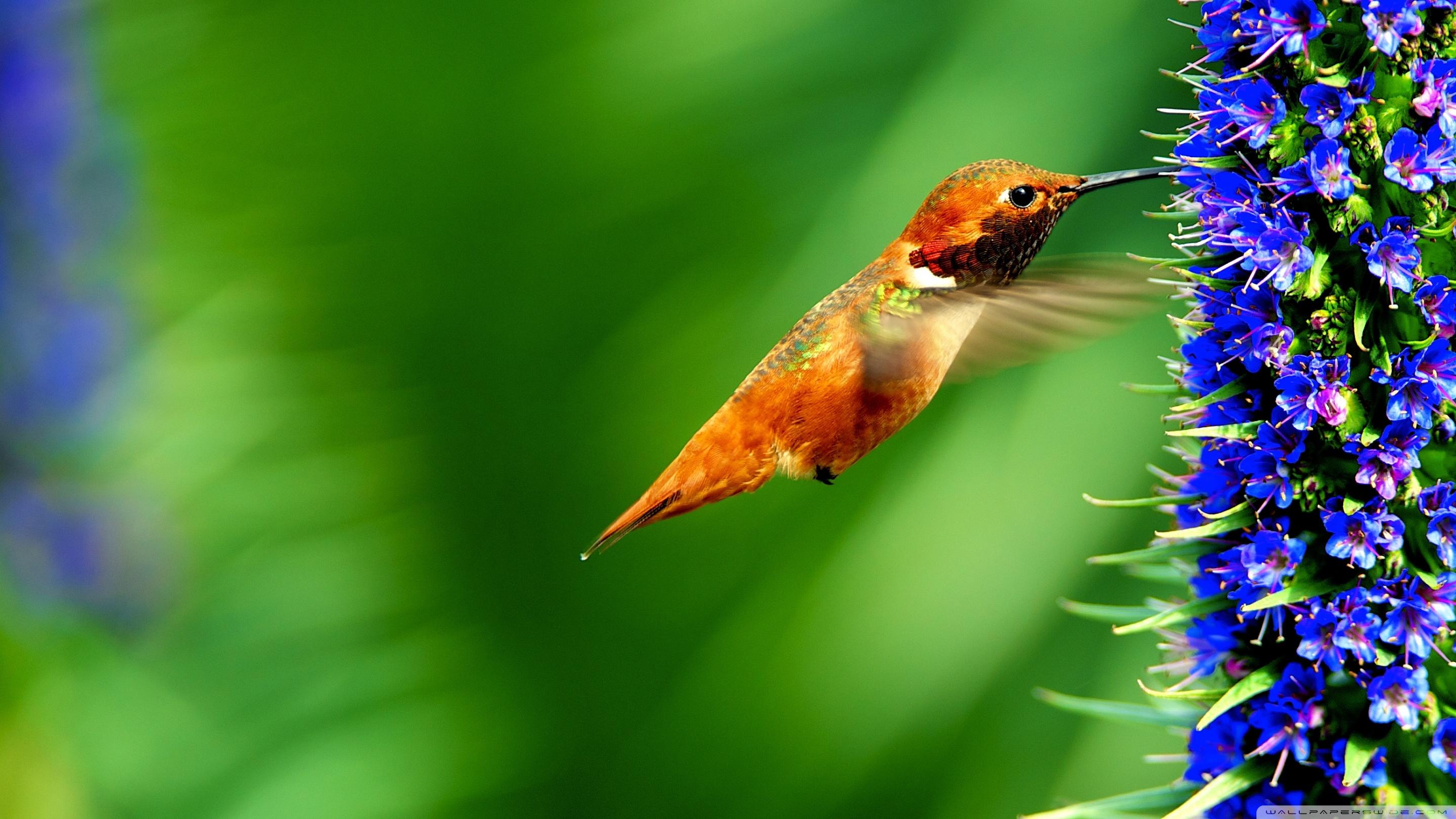 Hummingbirds and Flowers Wallpapers - Top Free Hummingbirds and Flowers ...