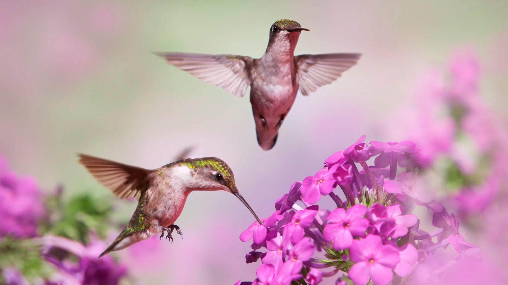 Hummingbirds and Flowers Wallpapers - Top Free Hummingbirds and Flowers ...