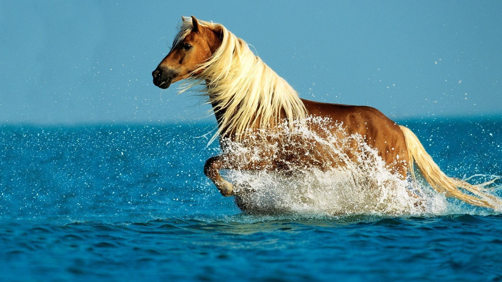 Cute Horse Desktop Wallpapers - Top Free Cute Horse Desktop Backgrounds ...
