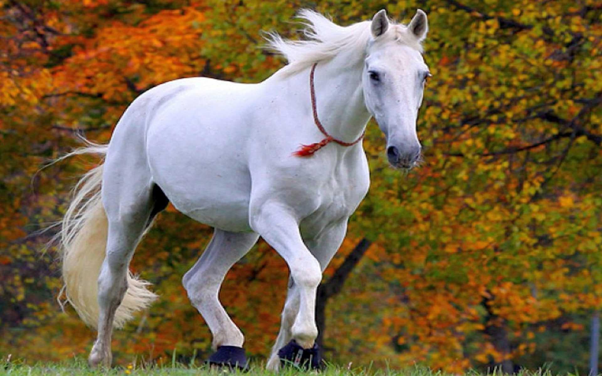 Cute Horse Desktop Wallpapers - Top Free Cute Horse Desktop Backgrounds ...