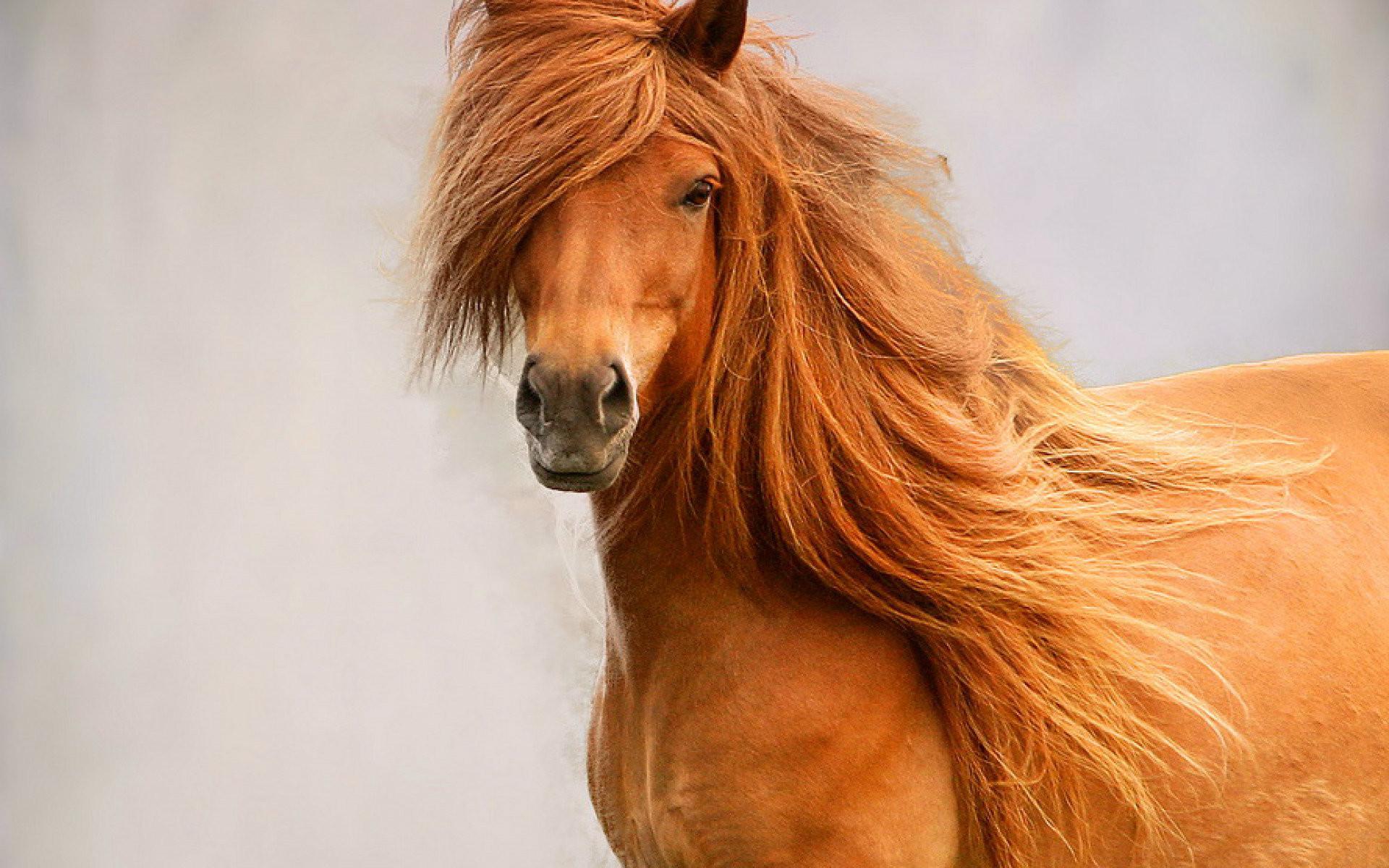 Cute Horse Desktop Wallpapers - Top Free Cute Horse Desktop Backgrounds ...