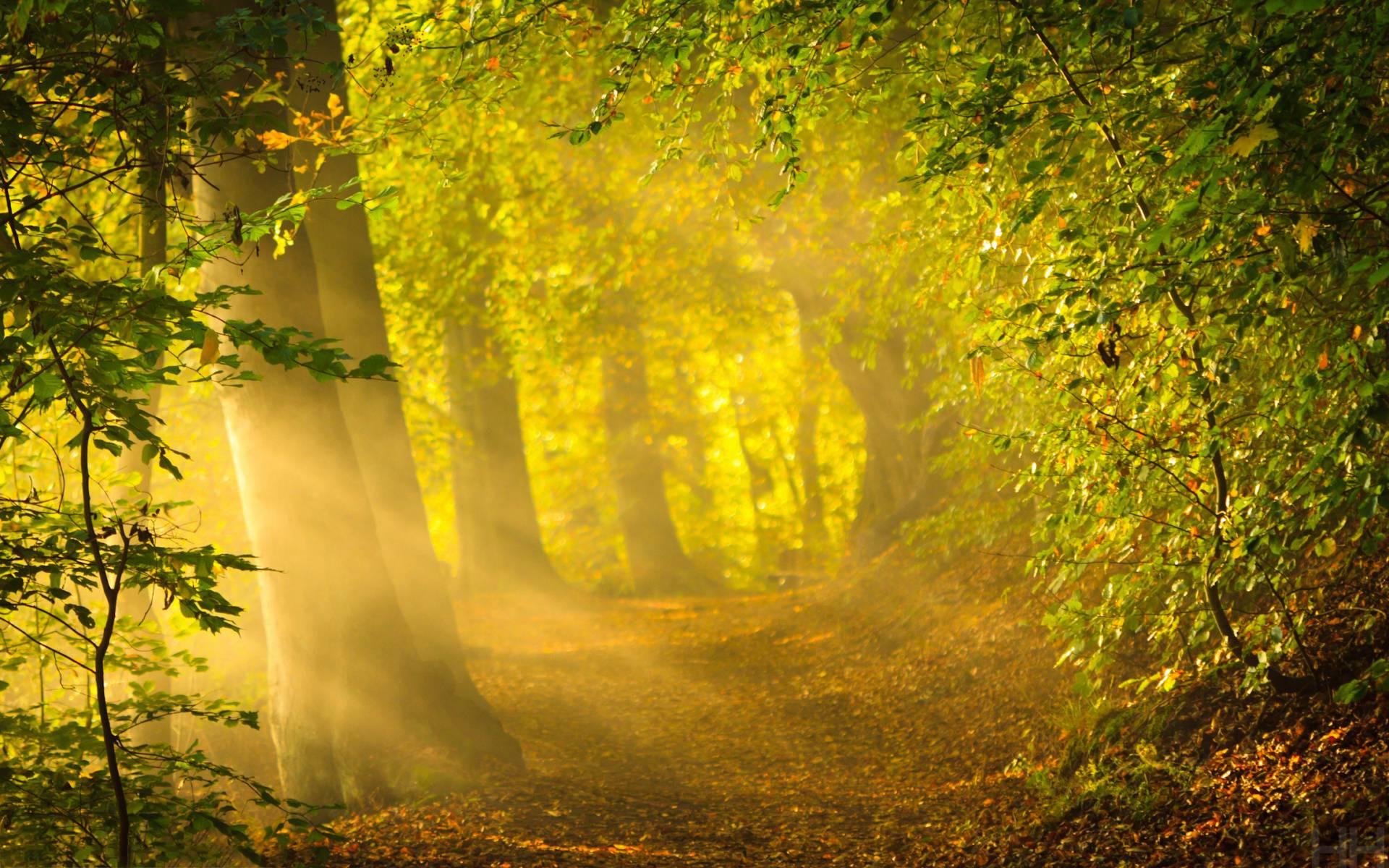 Relaxing Forest Wallpapers - Top Free Relaxing Forest Backgrounds ...