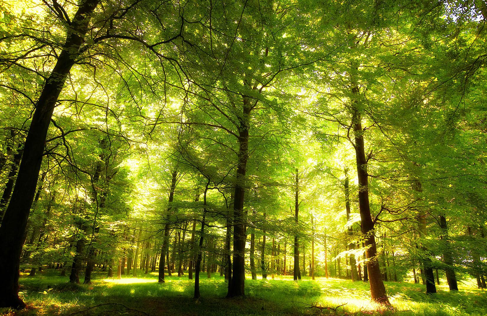 Relaxing Forest Wallpapers - Top Free Relaxing Forest Backgrounds ...