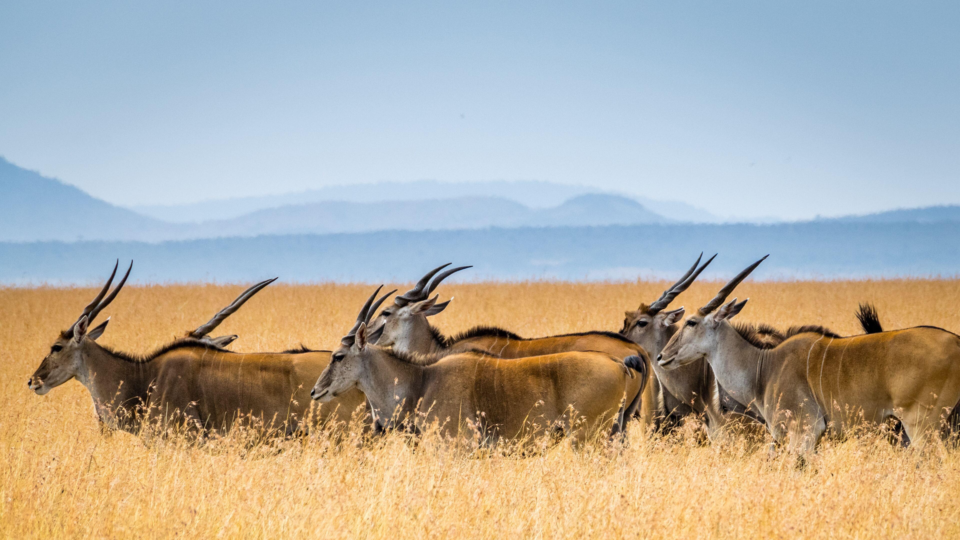 Kenya Desktop Wallpapers - Top Free Kenya Desktop Backgrounds ...
